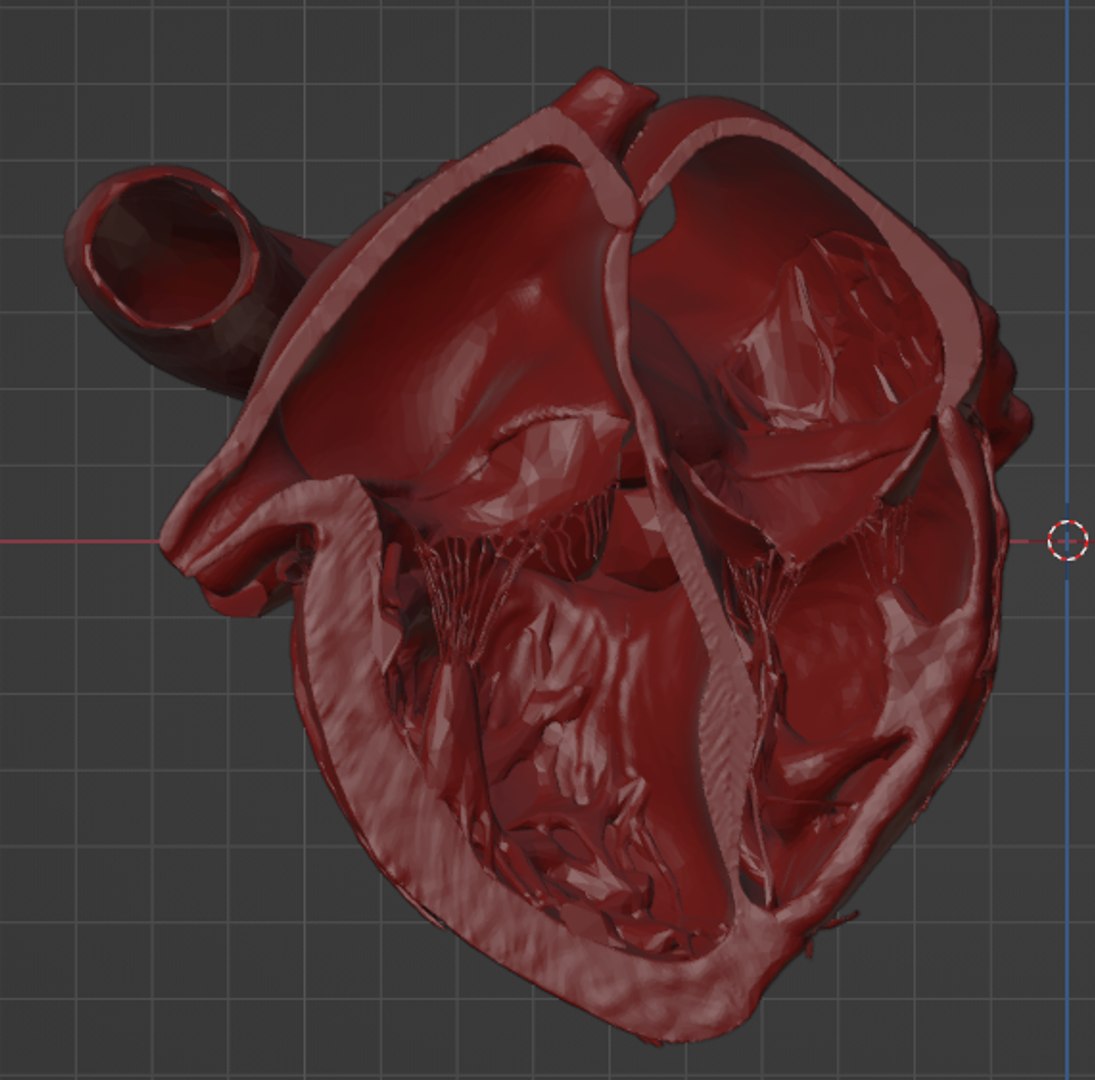 3D 3D Model Of Heart Chambers - Apical View Model - TurboSquid 2076570