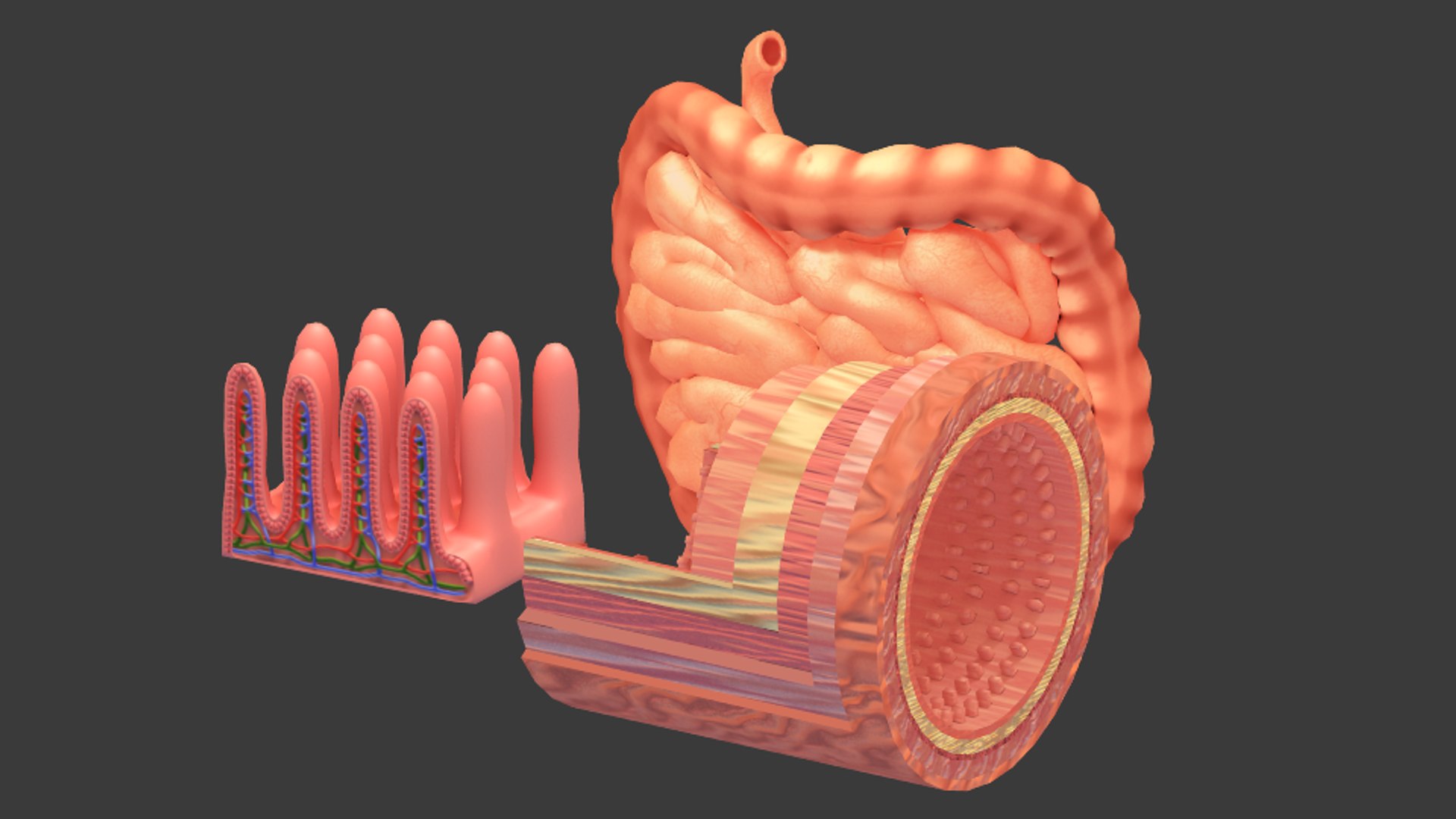 3D Intestines Human Anatomy Cross Section Model - TurboSquid 1355693