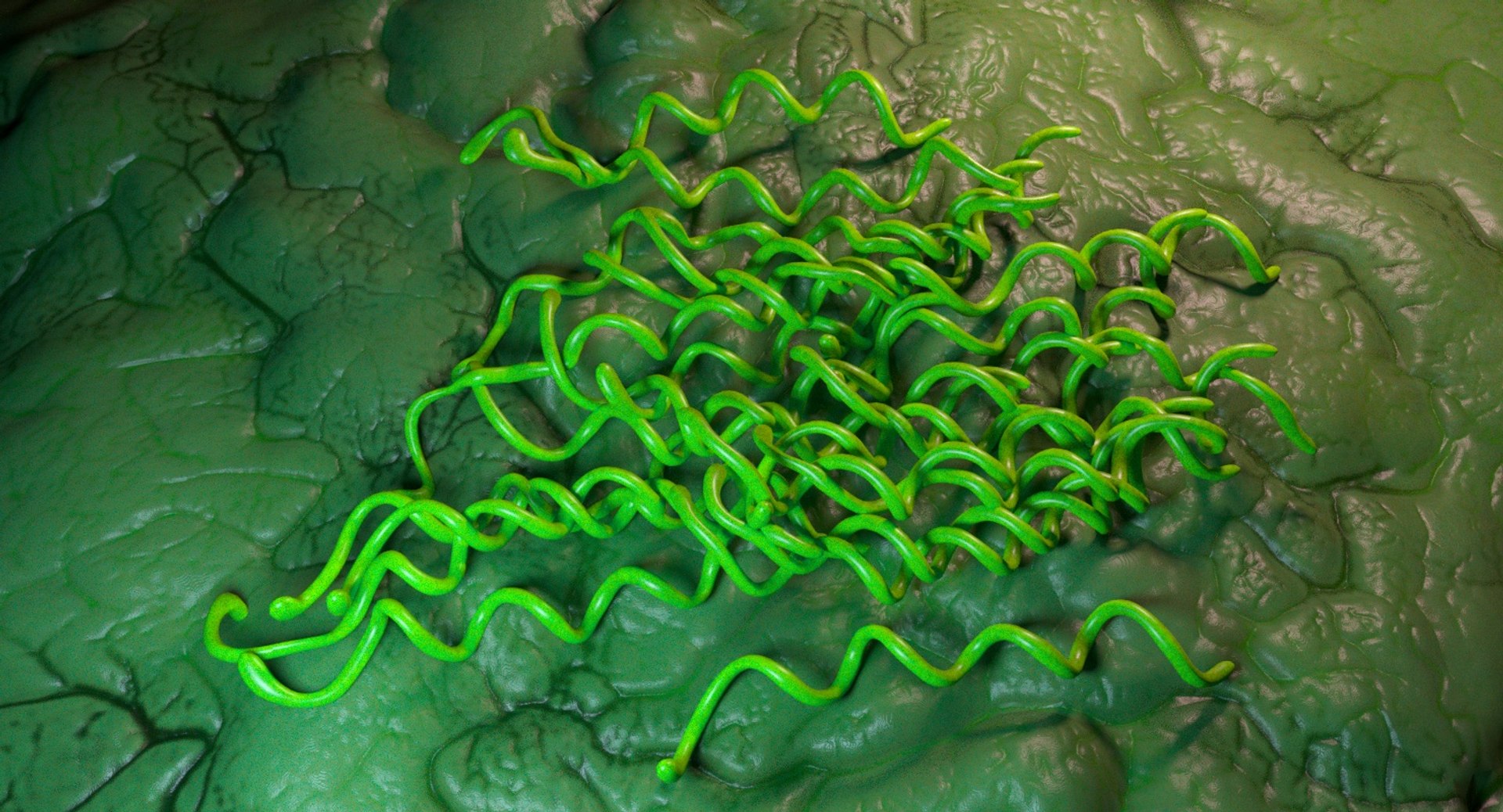 3D Syphillis Model - TurboSquid 1324264