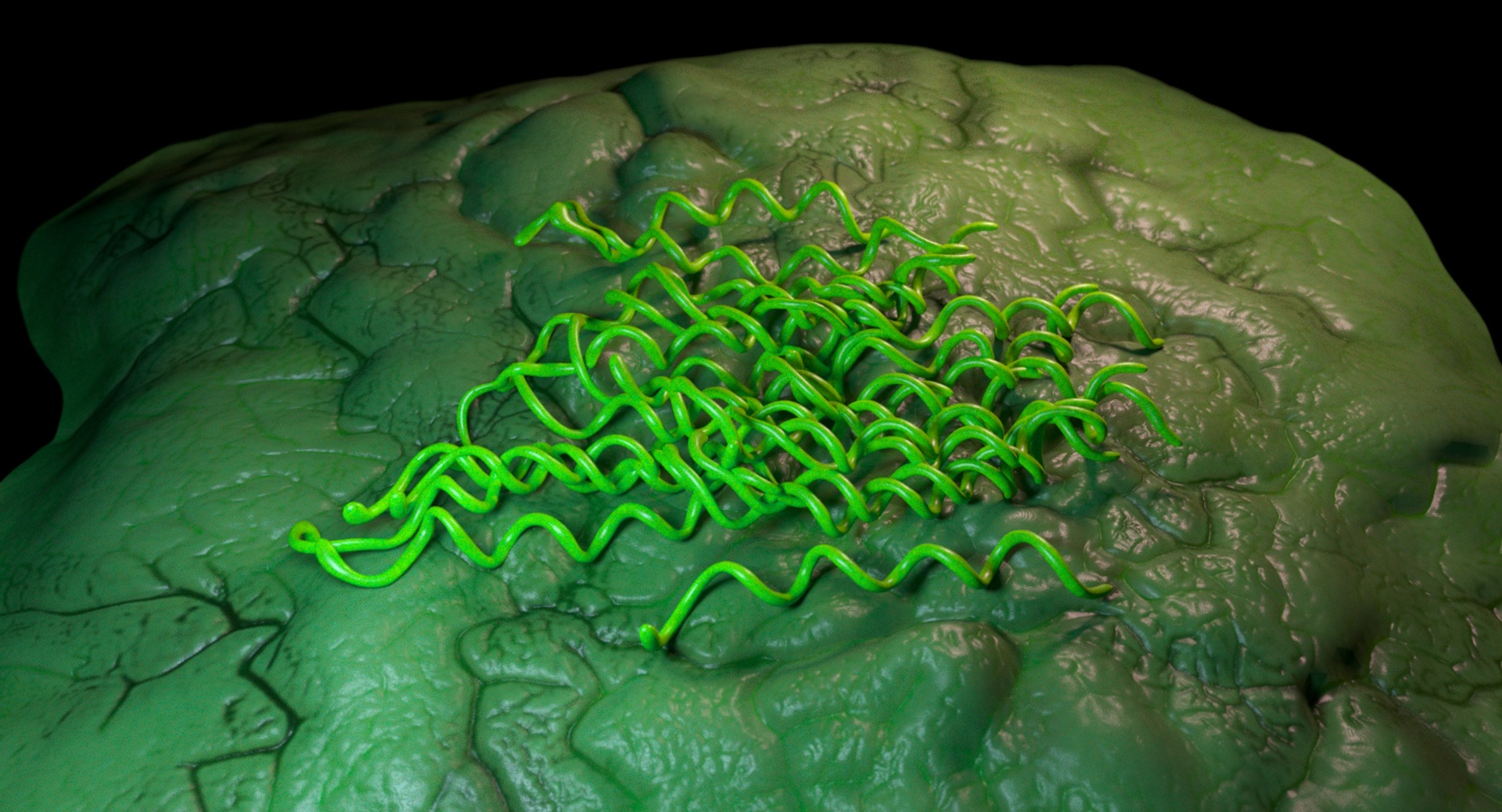 3D Syphillis Model - TurboSquid 1324264