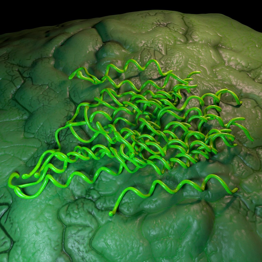 3D Syphillis Model - TurboSquid 1324264