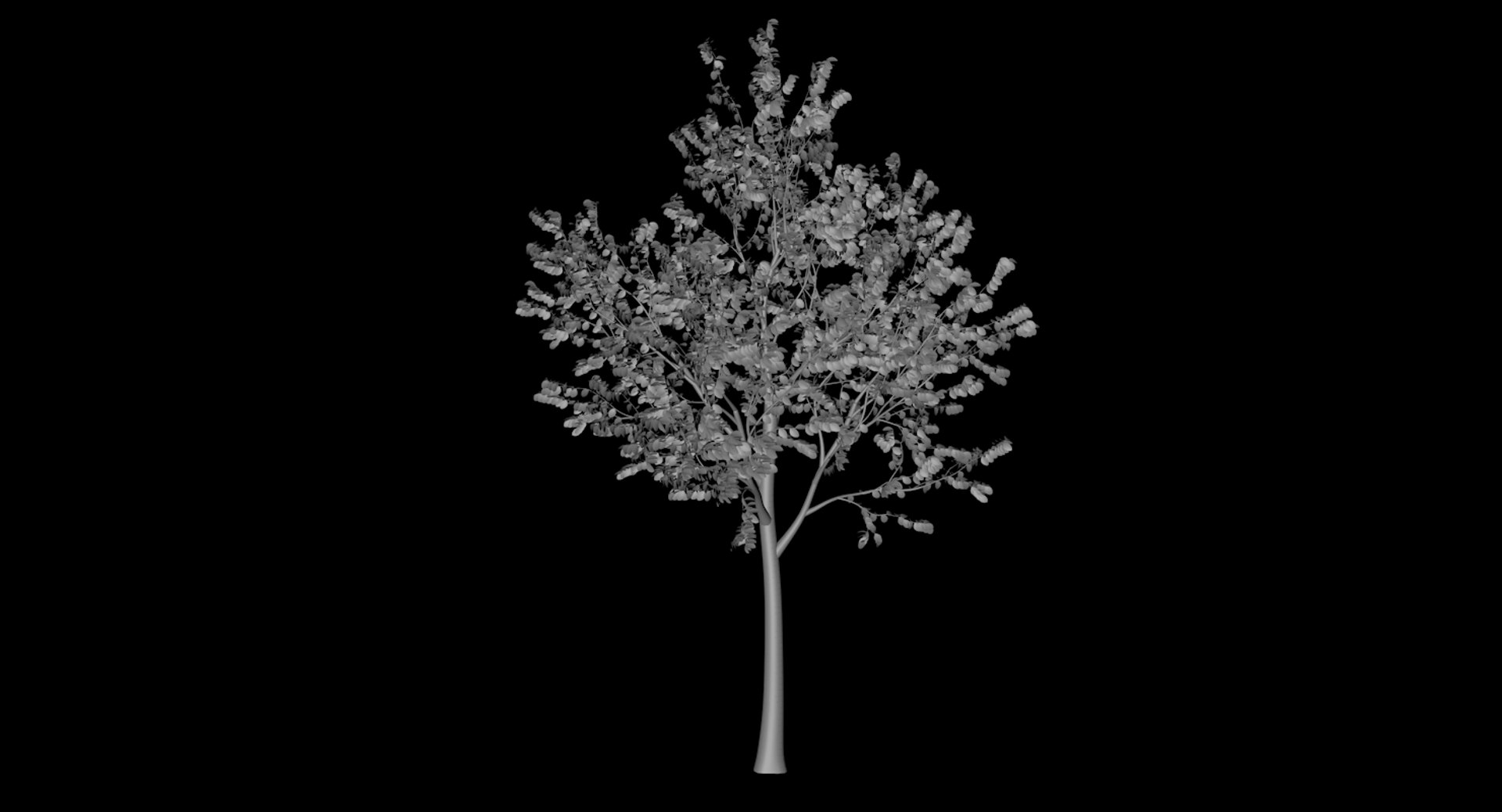 3d Young Maple Tree