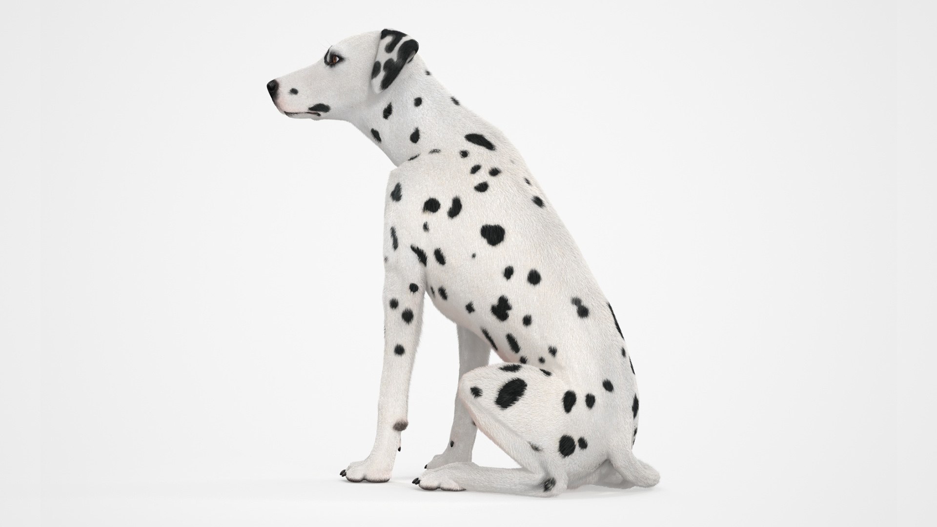 Dalmatian Dog Sitting Pose Fur 3D Model - TurboSquid 2234922