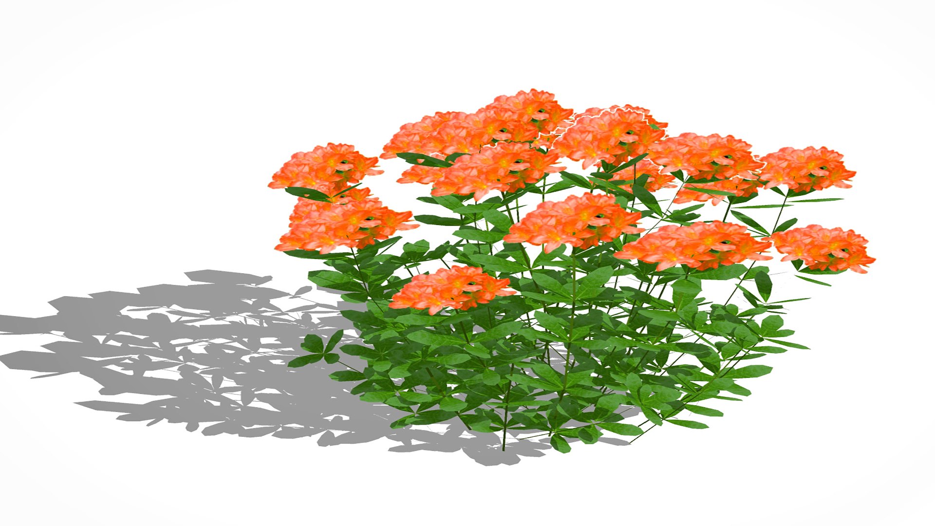 Azalea Orange 3D Model - TurboSquid 2401781