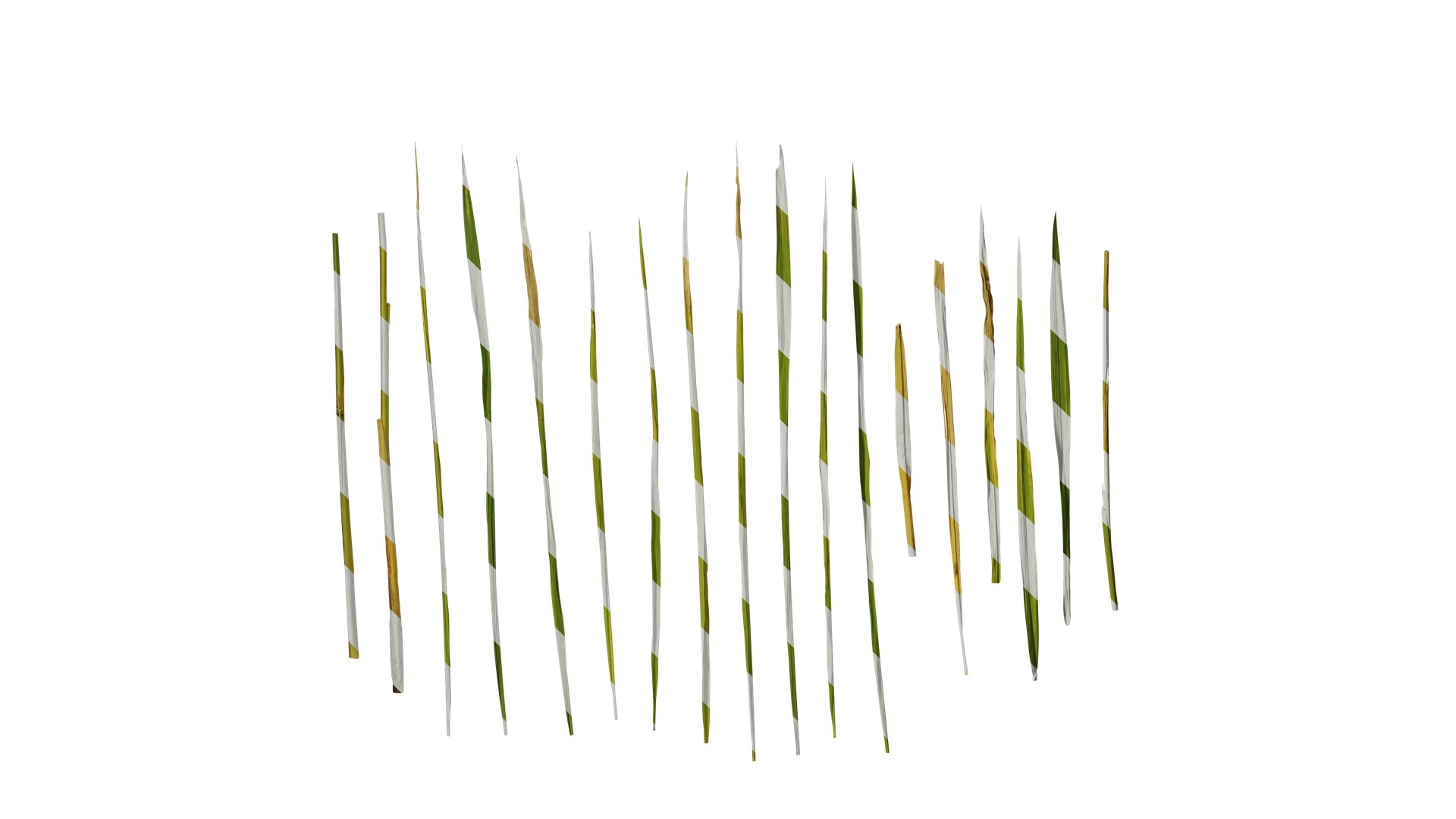 3D Anydrafts Oryza Sativa Leaf 01 Textures - TurboSquid 2349887