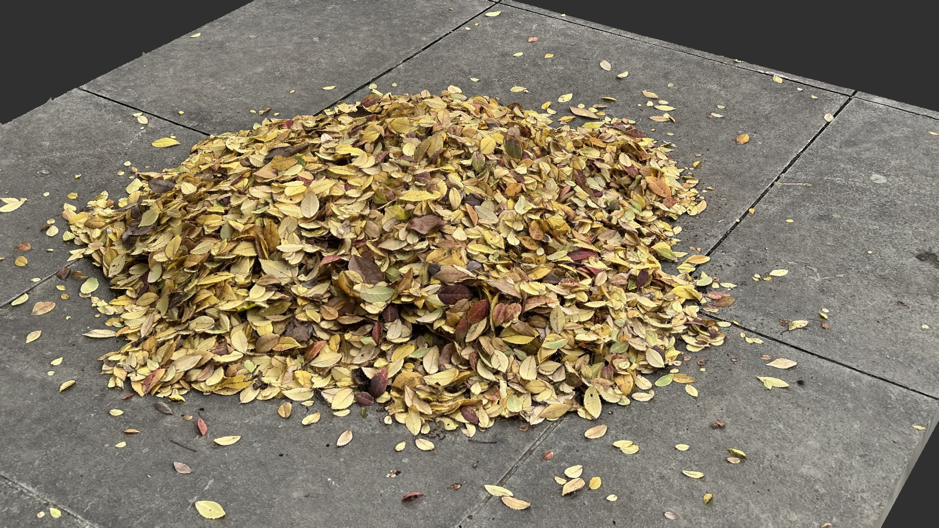 3D Leaves On The Ground 3d Scan - TurboSquid 1992974