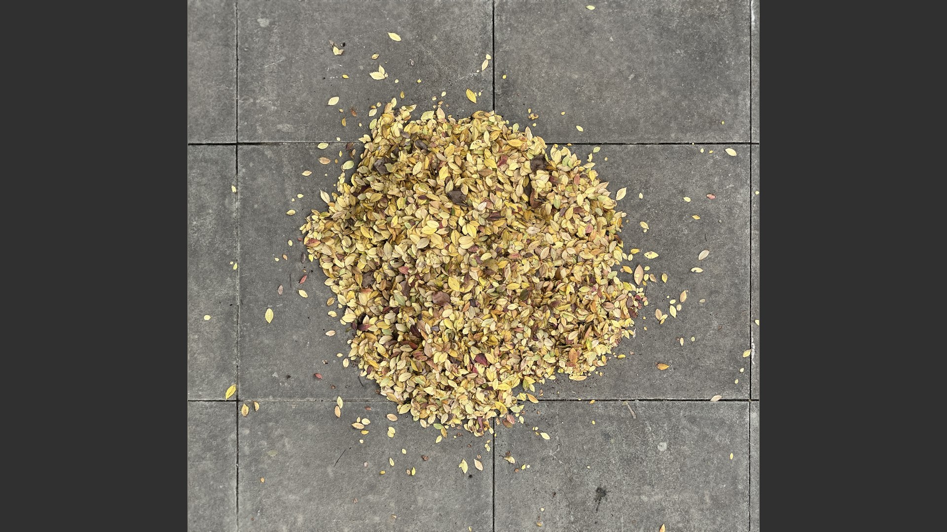 3D Leaves On The Ground 3d Scan - TurboSquid 1992974