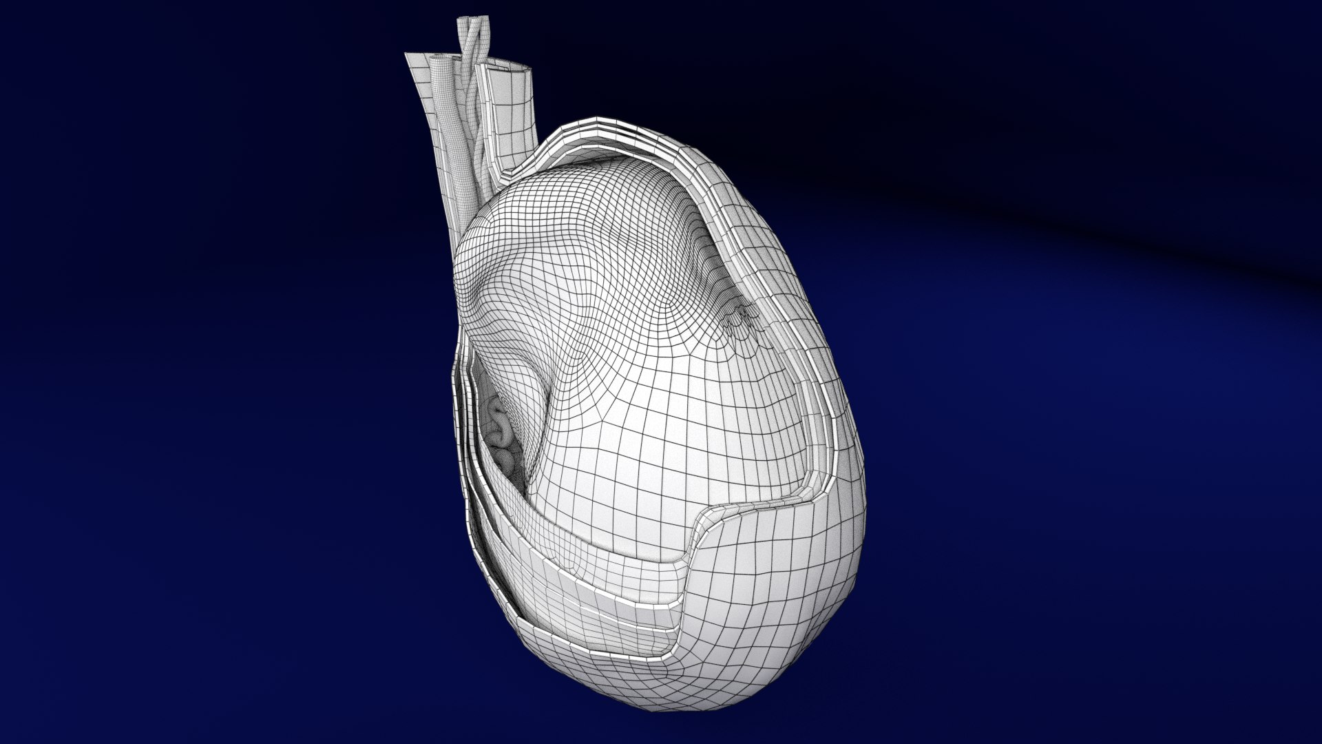 3D Testis Coverings Model - TurboSquid 1431659
