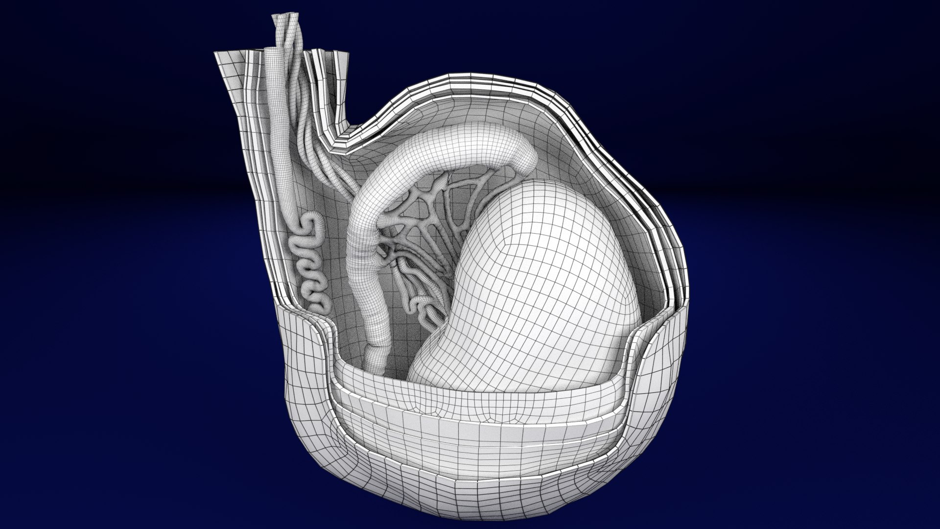 3D Testis Coverings Model - TurboSquid 1431659