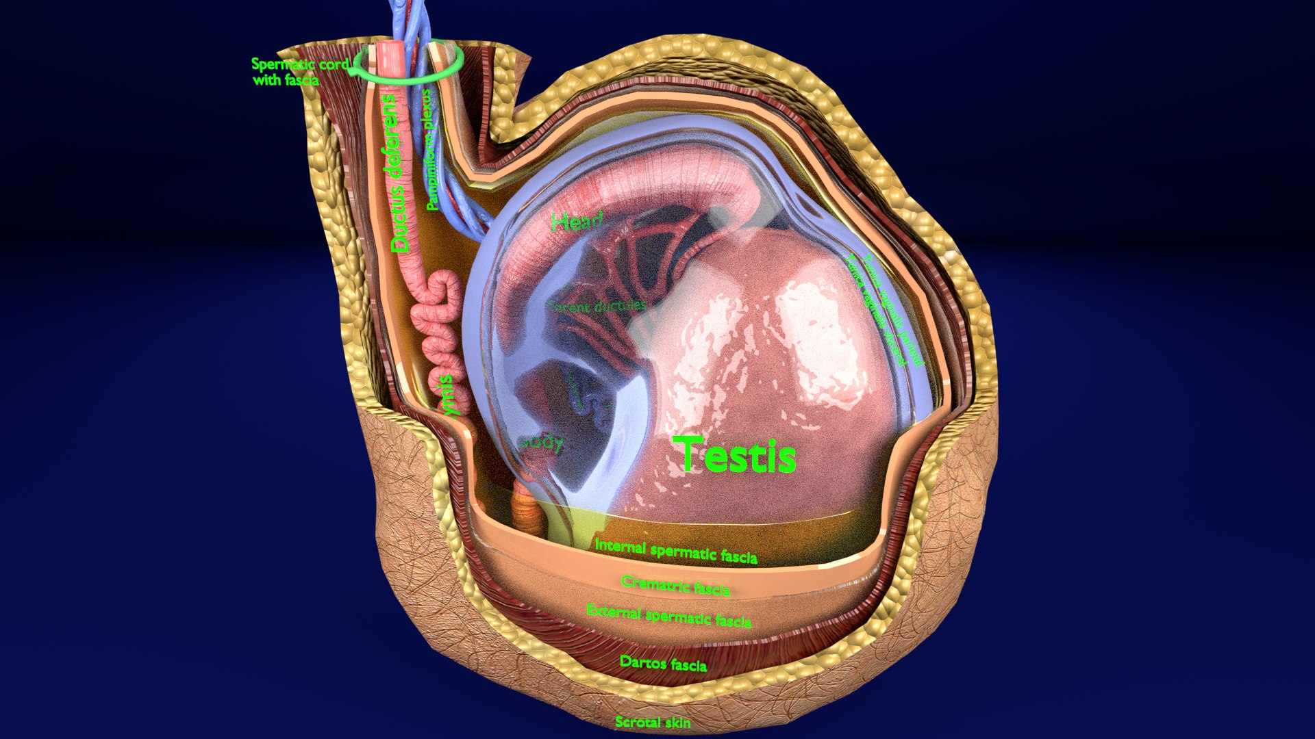 3D Testis Coverings Model - TurboSquid 1431659