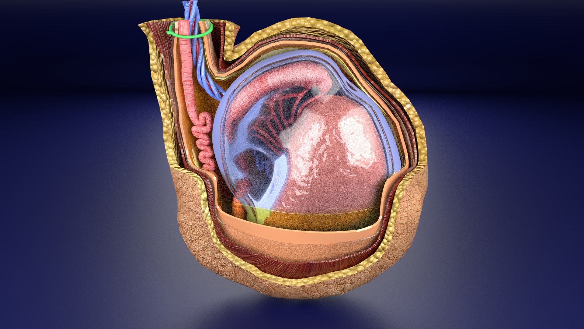 3D Testis Coverings Model - TurboSquid 1431659