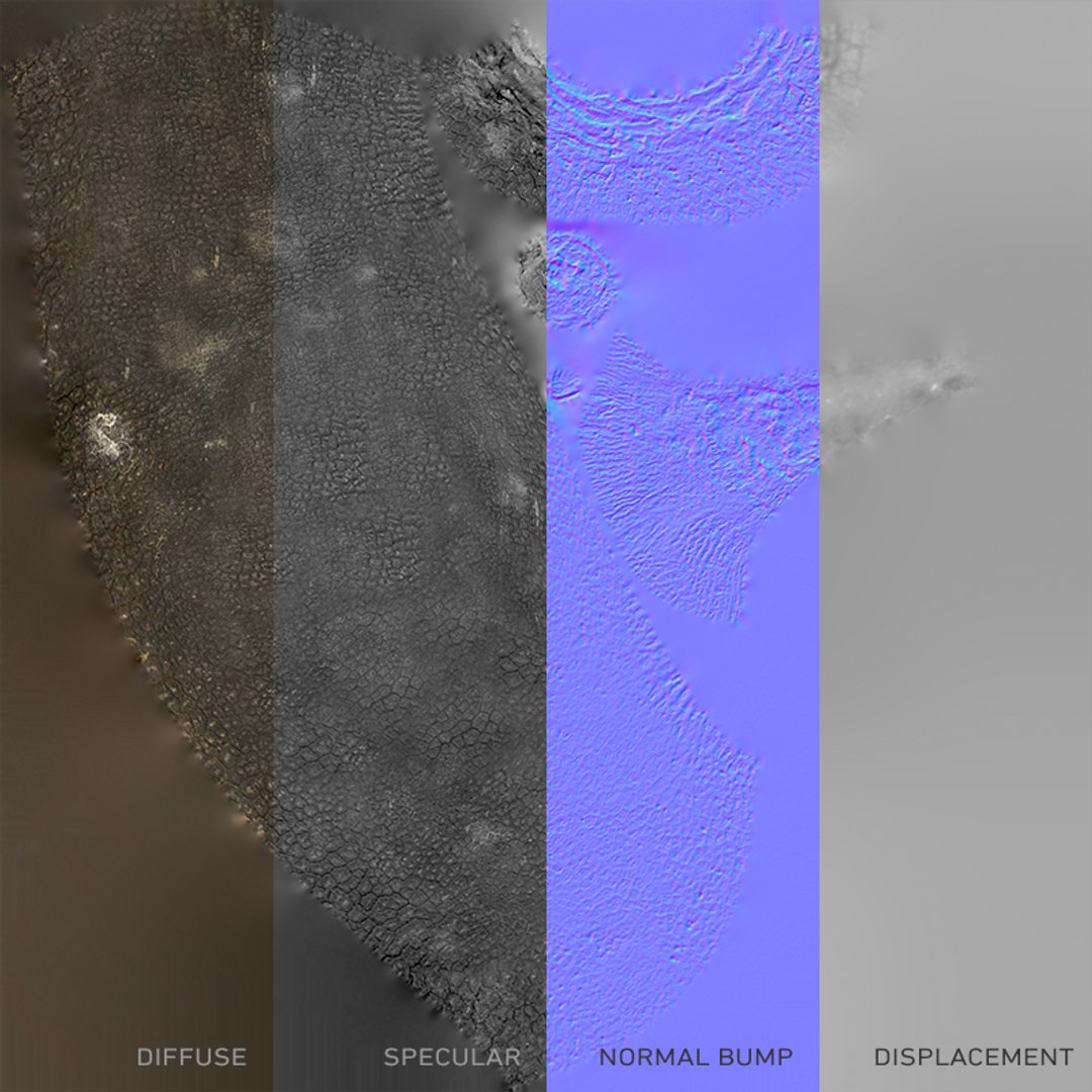 Realistic black radish 01 model - TurboSquid 1393008