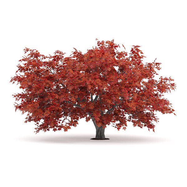 Japanese Maple 3D Models for Download | TurboSquid
