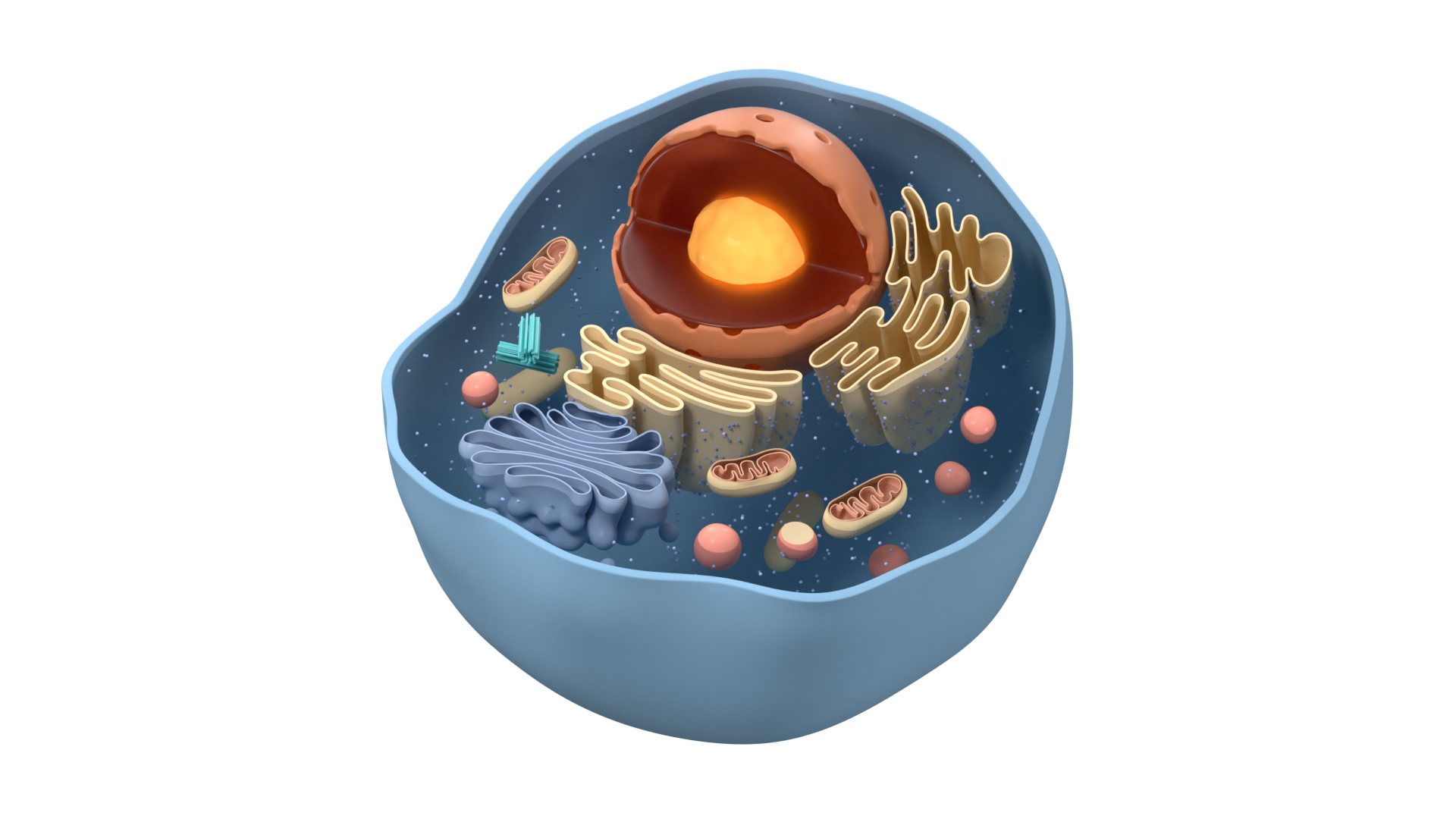 3D Model Cell Structure Section - TurboSquid 2241190