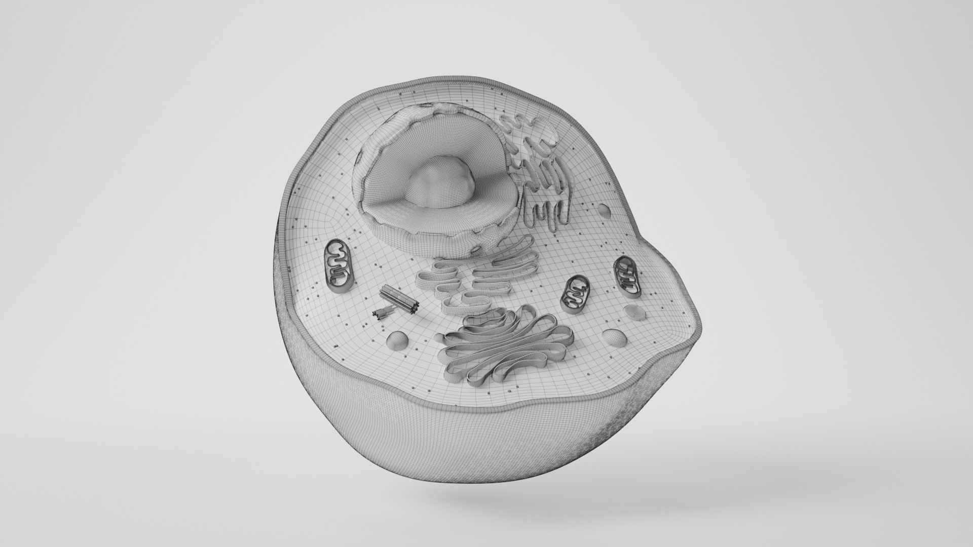 3D Model Cell Structure Section - TurboSquid 2241190