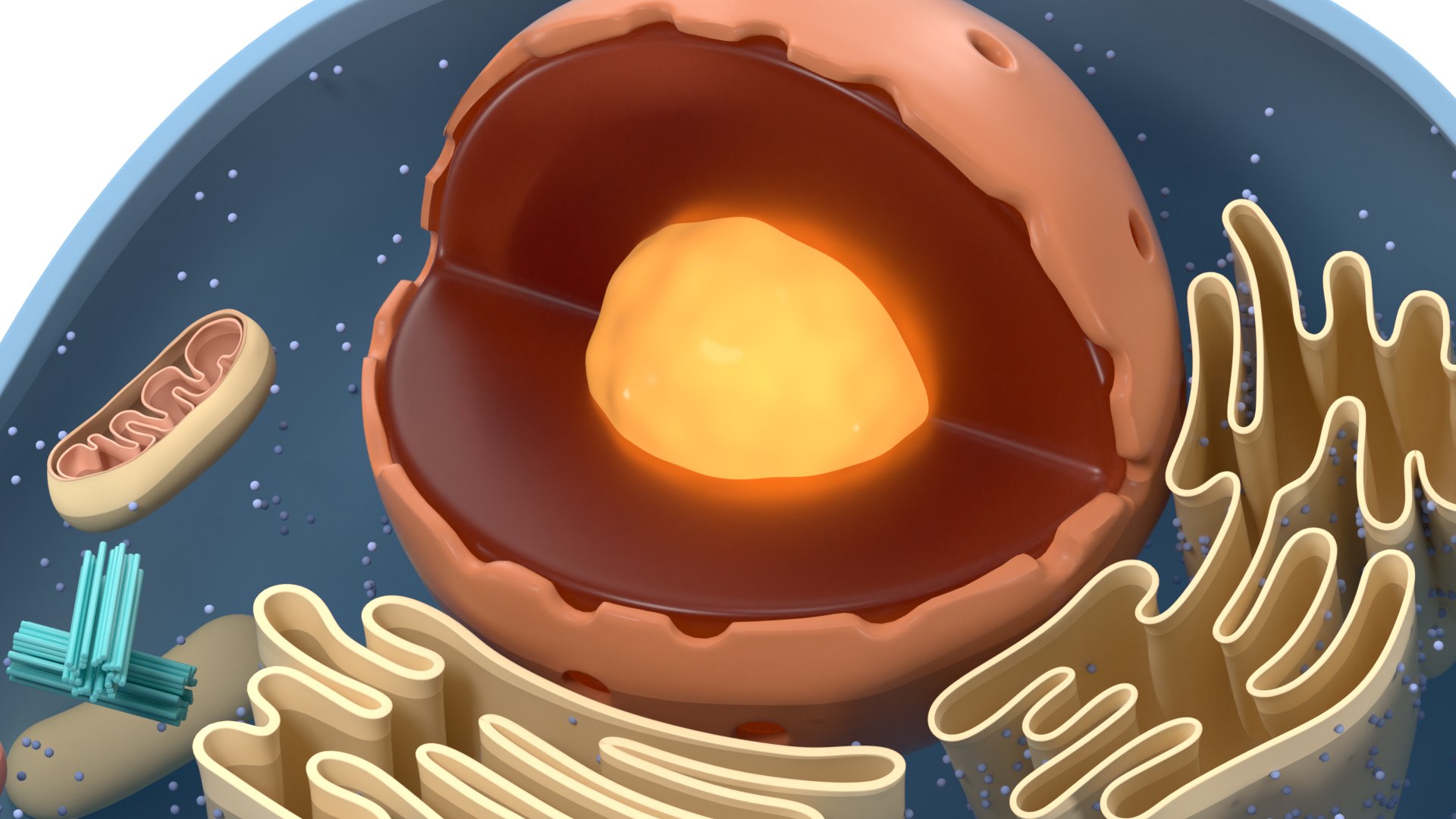 3D Model Cell Structure Section - TurboSquid 2241190