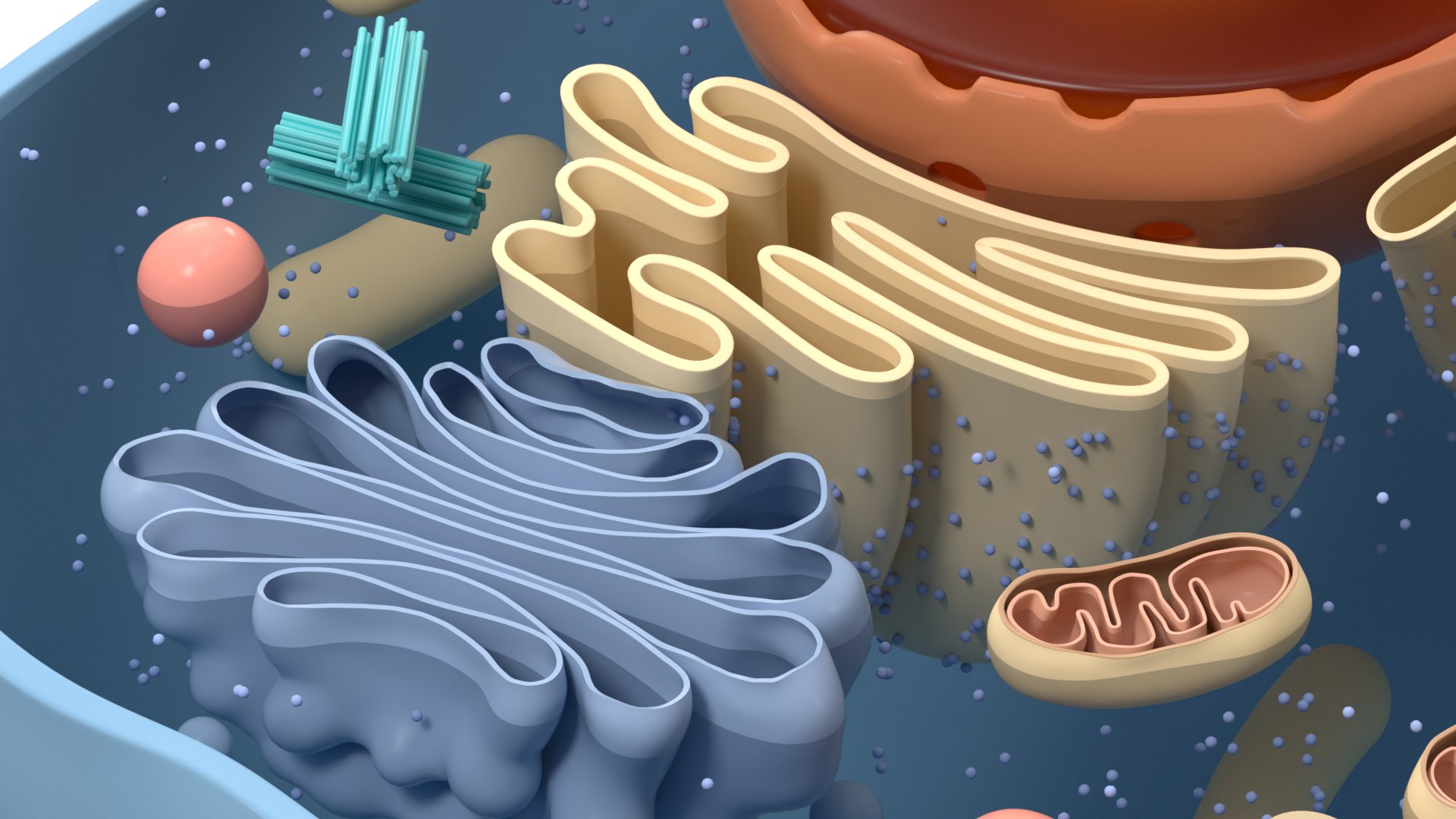 3D Model Cell Structure Section - TurboSquid 2241190