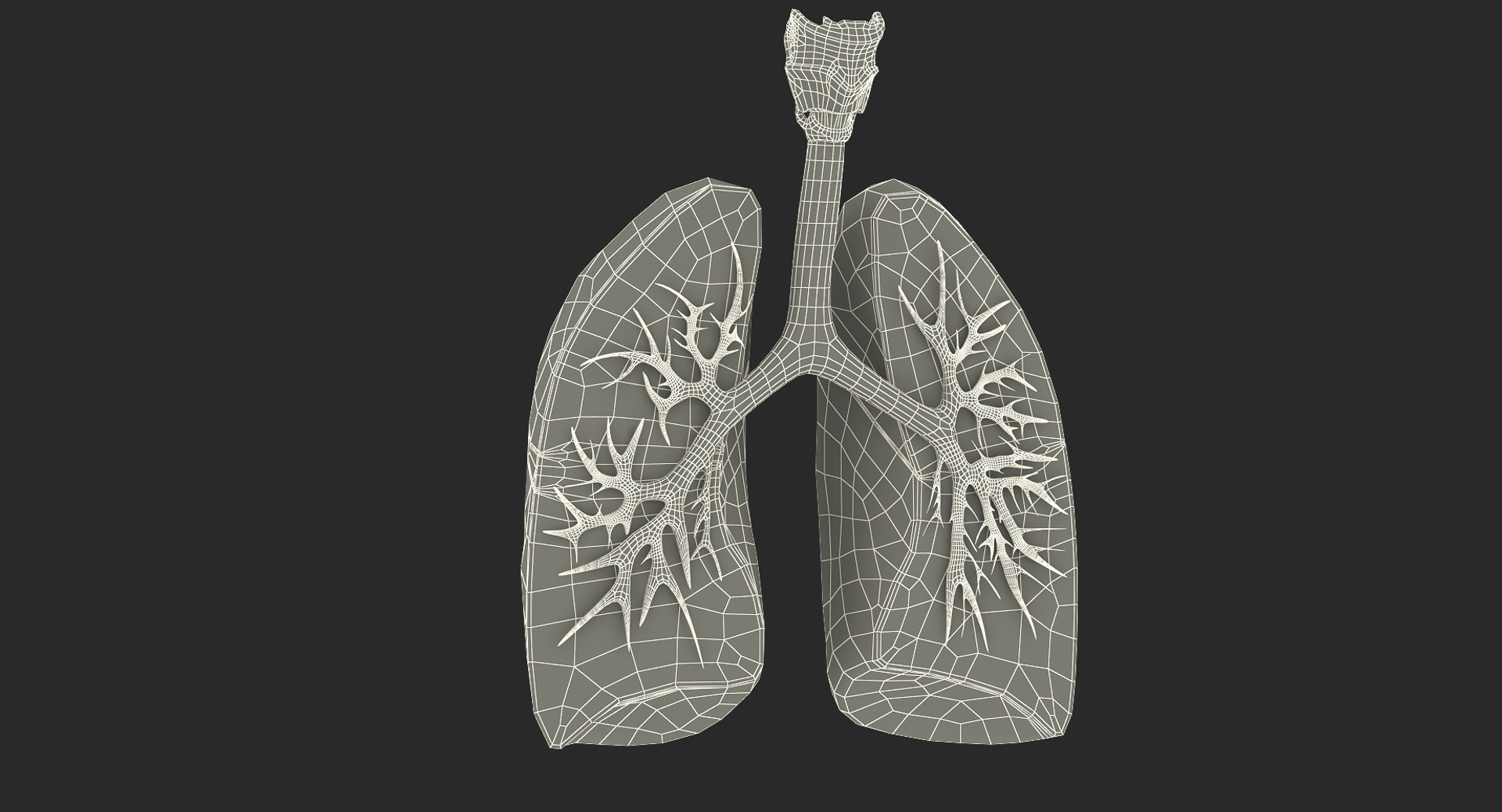 3D lung anatomy dissection modeled model - TurboSquid 1214482