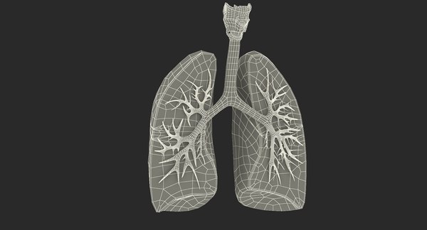 3D lung anatomy dissection modeled model - TurboSquid 1214482
