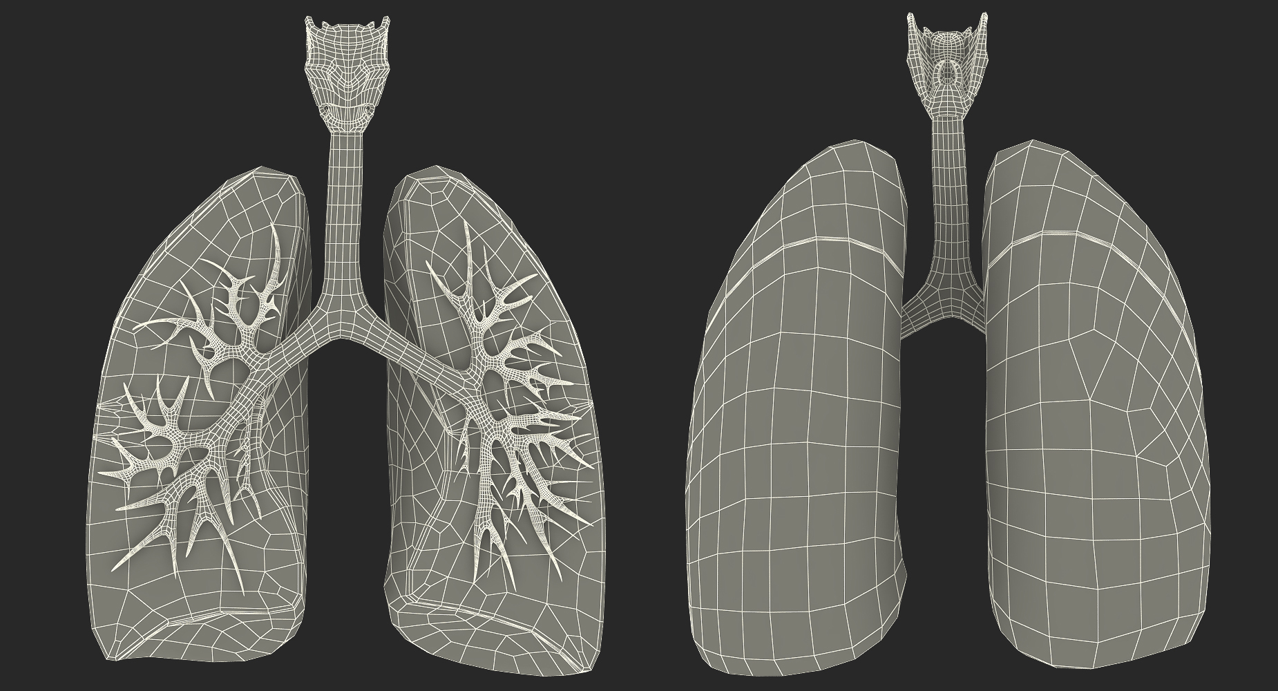 3D lung anatomy dissection modeled model - TurboSquid 1214482