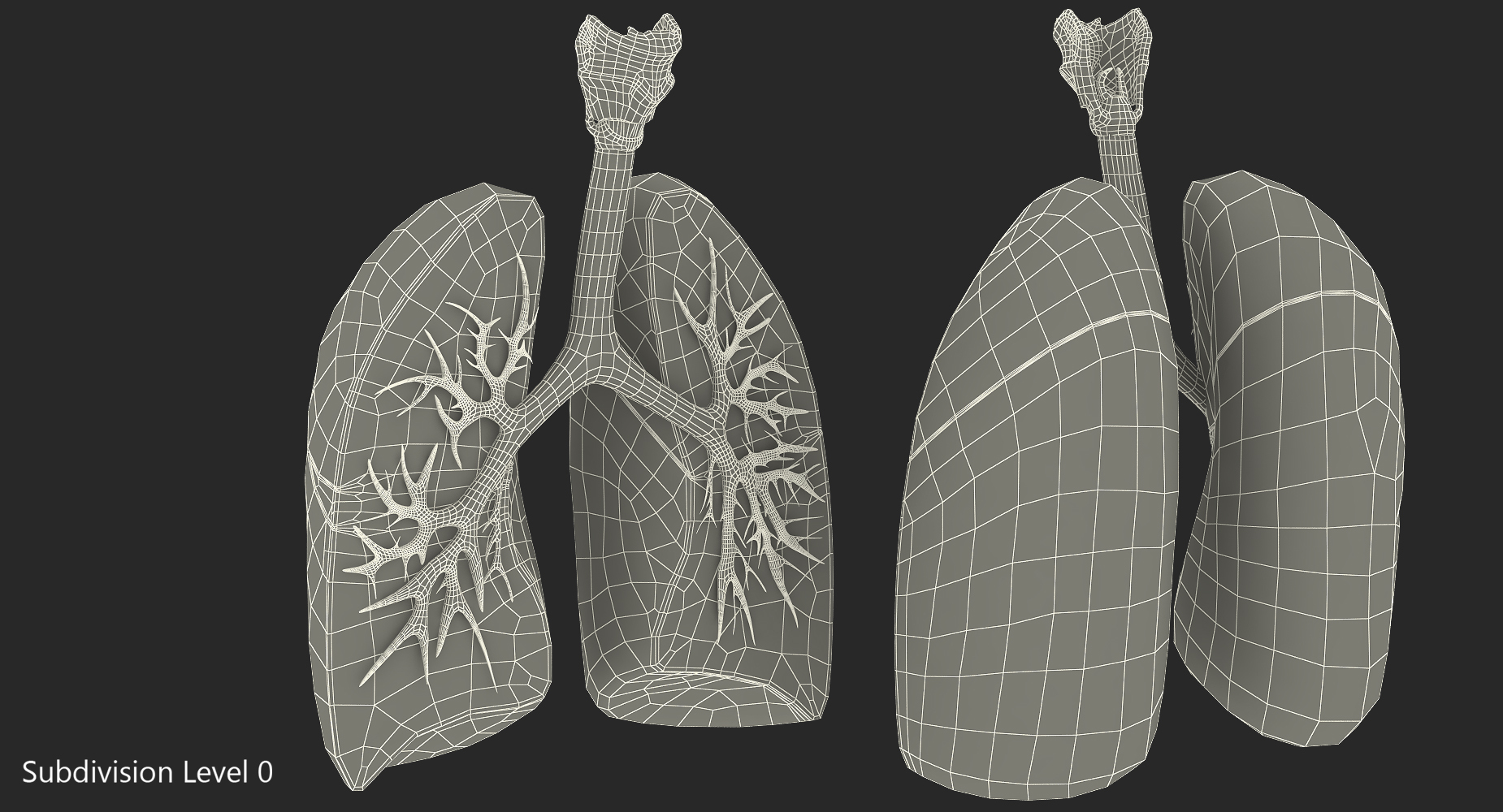 3D lung anatomy dissection modeled model - TurboSquid 1214482