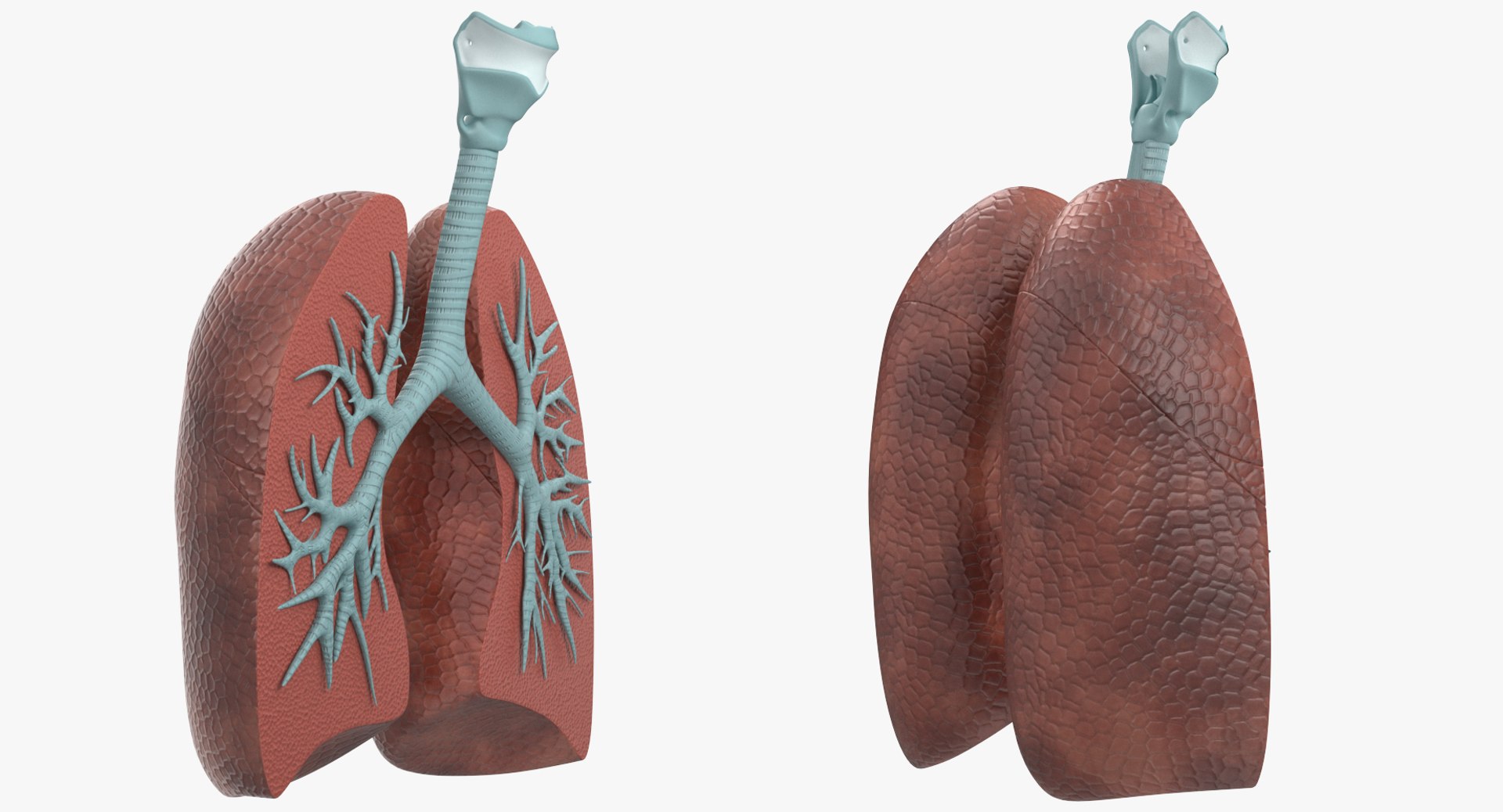 3D lung anatomy dissection modeled model - TurboSquid 1214482