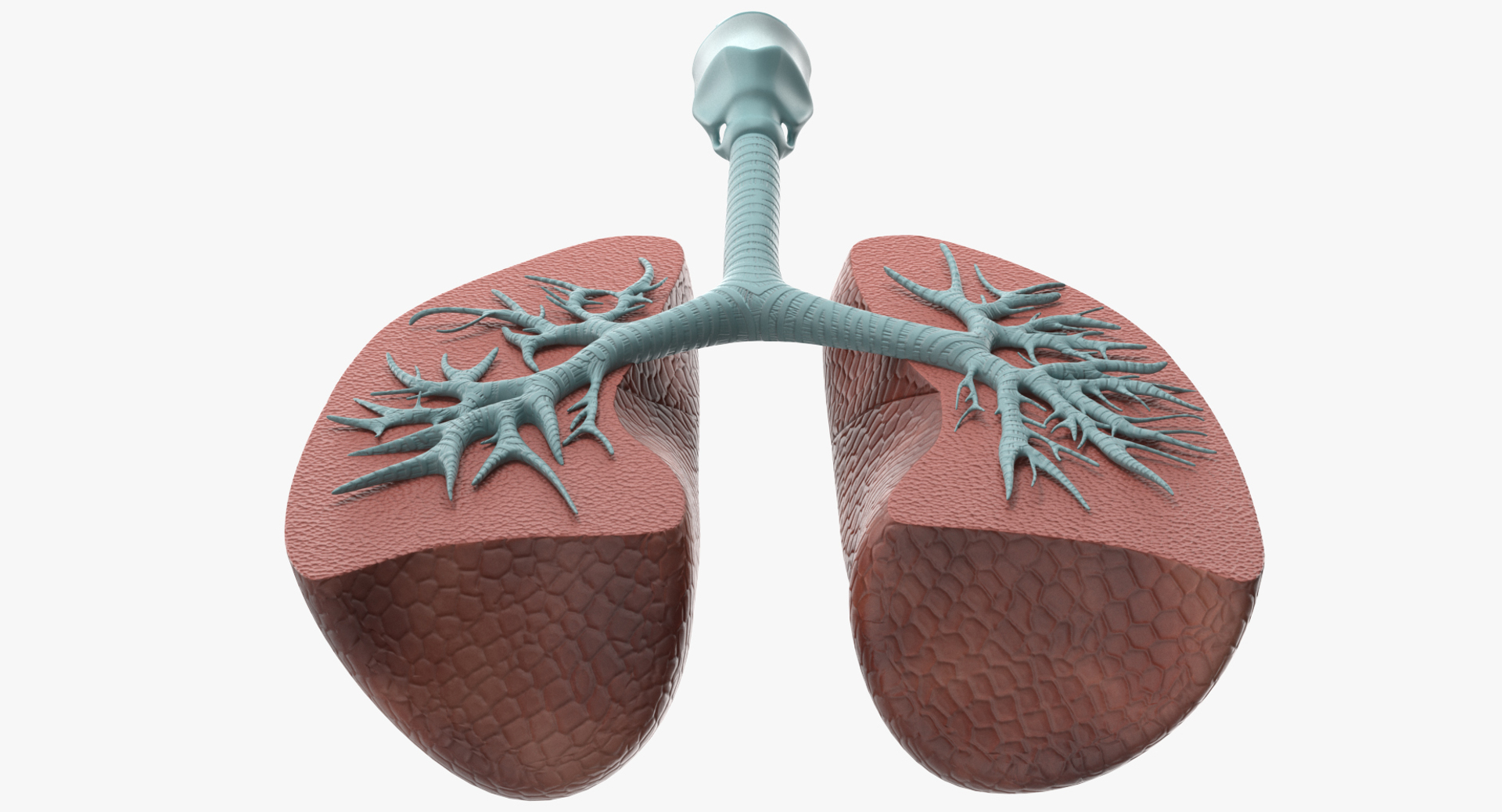 3D lung anatomy dissection modeled model - TurboSquid 1214482