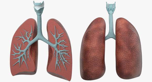 3D lung anatomy dissection modeled model - TurboSquid 1214482