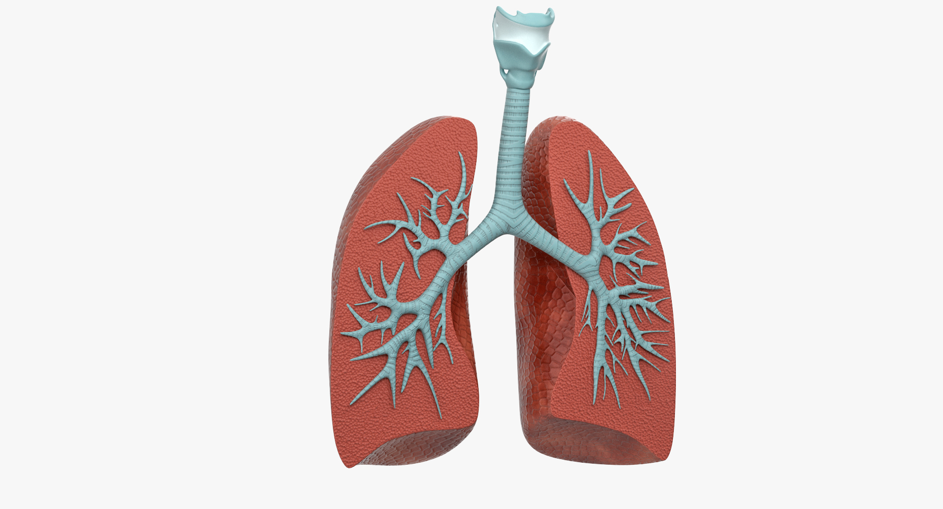 3D lung anatomy dissection modeled model - TurboSquid 1214482