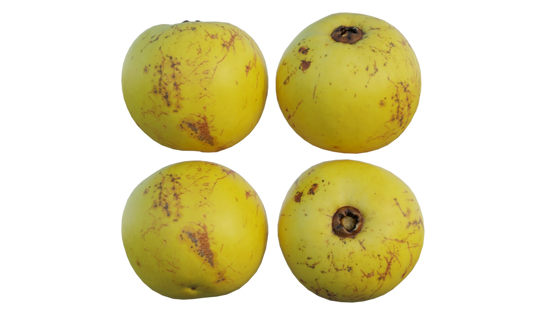 Diospyros Decandra 03 Model - TurboSquid 1949827