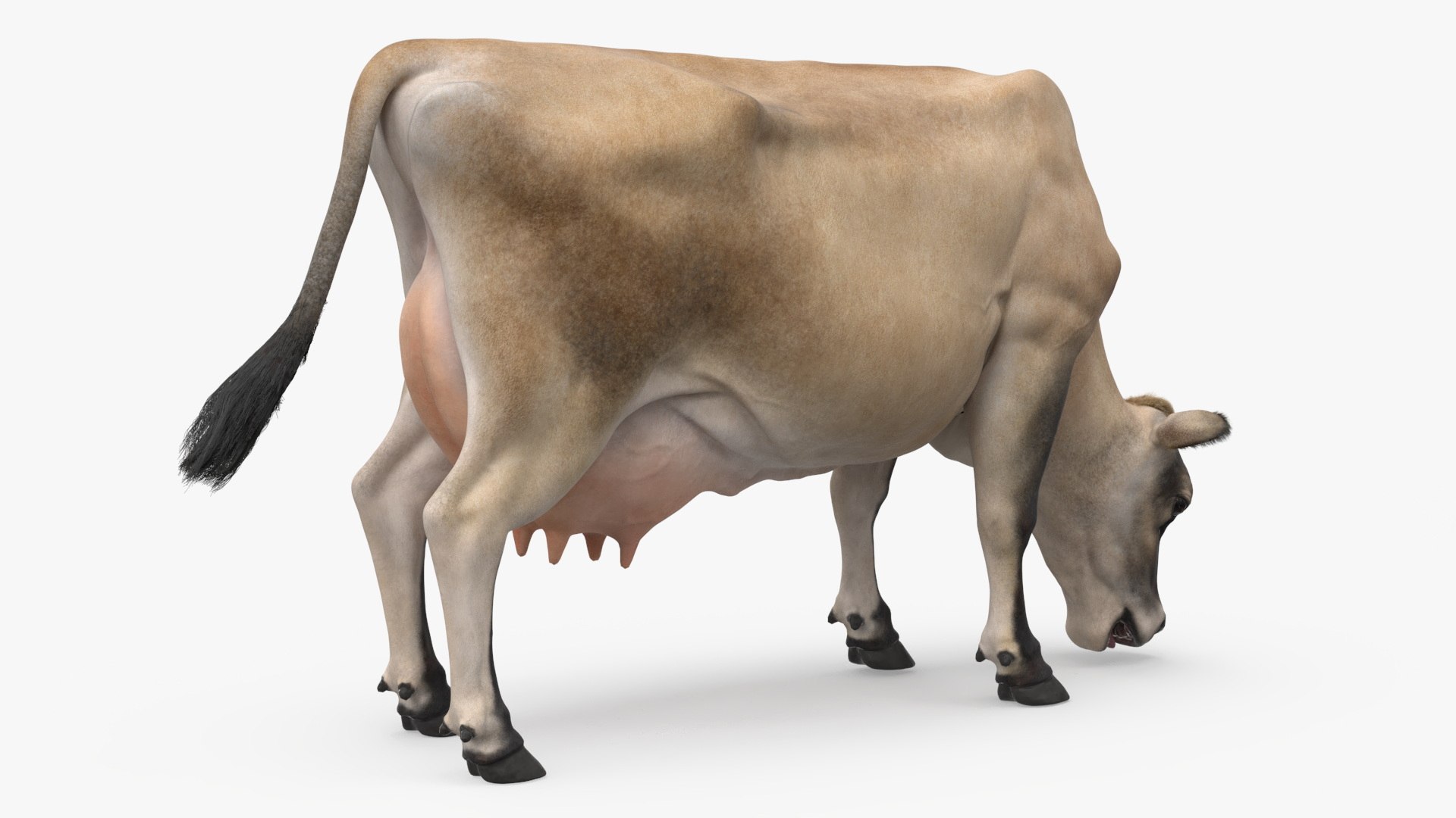 Cream Cow Fur Rigged Model - TurboSquid 2310156