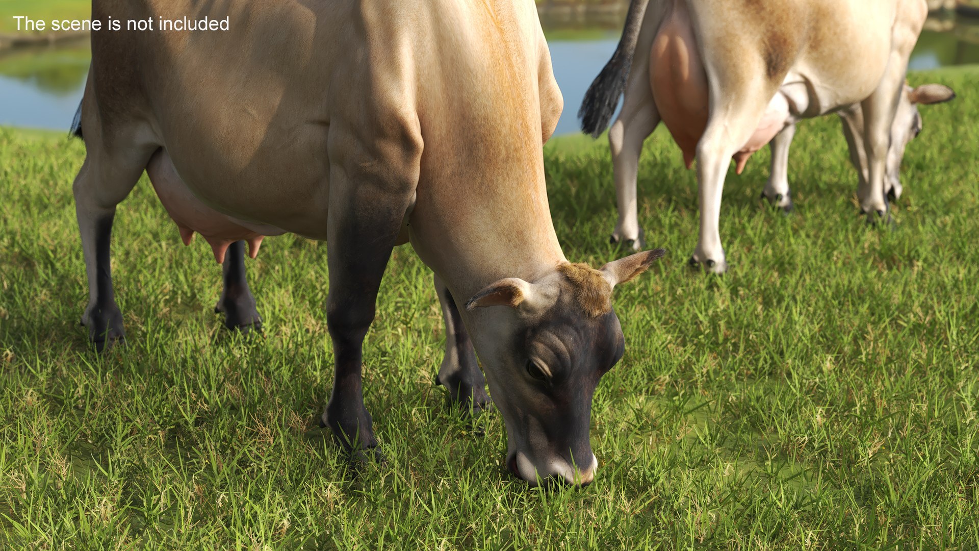 Cream Cow Fur Rigged Model - TurboSquid 2310156