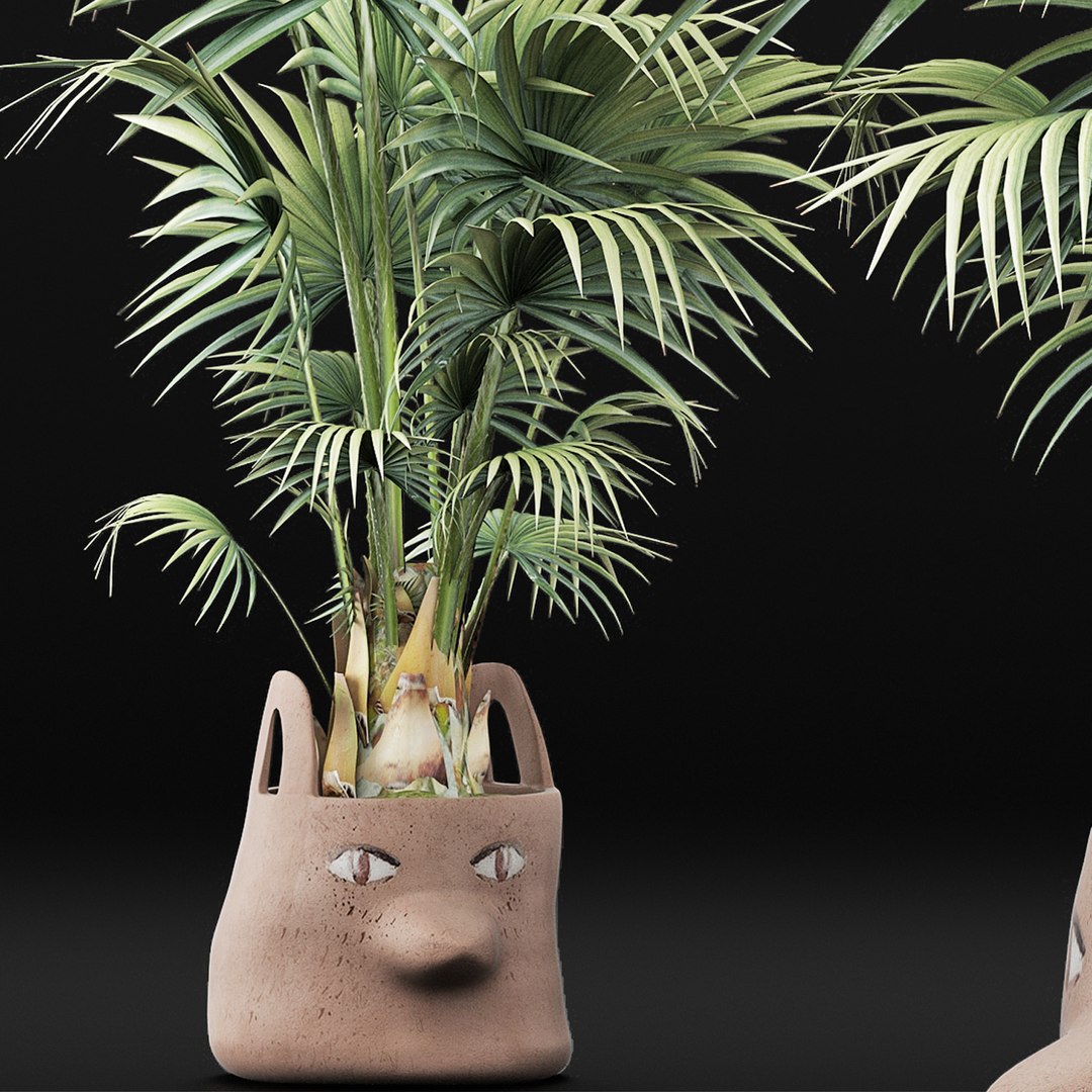 Sabal 3D Model - TurboSquid 1680766