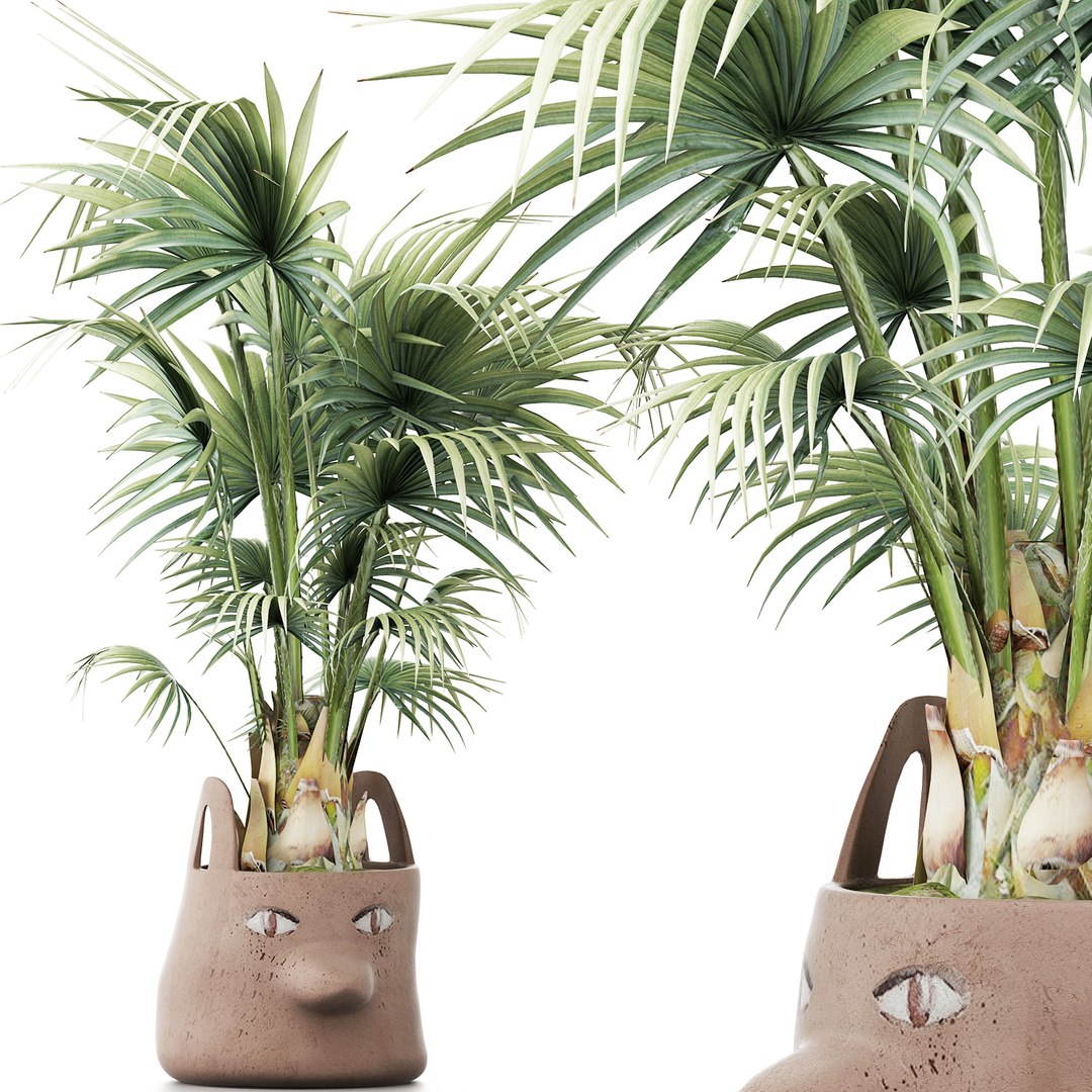 Sabal 3D Model - TurboSquid 1680766