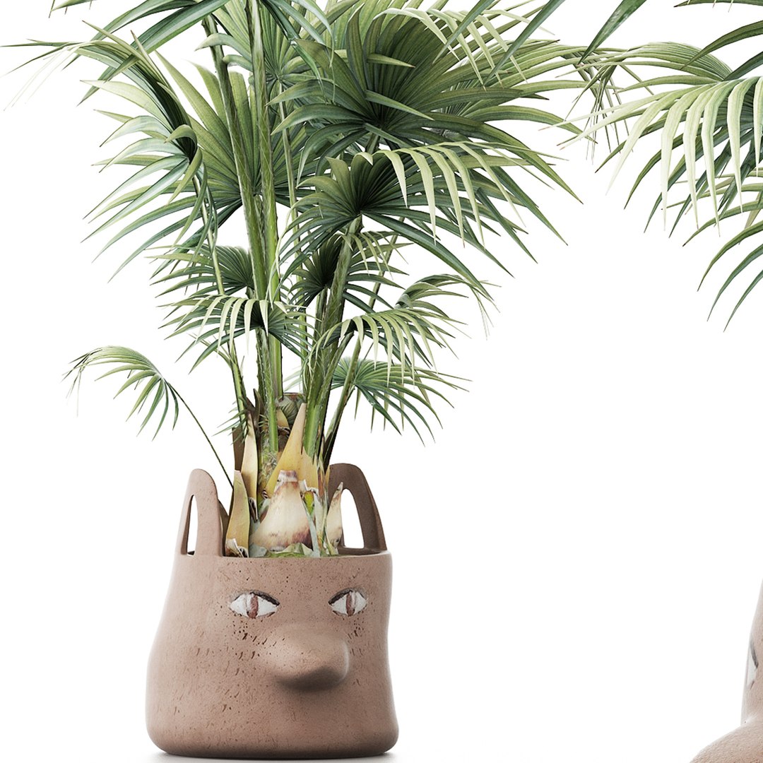 Sabal 3D Model - TurboSquid 1680766