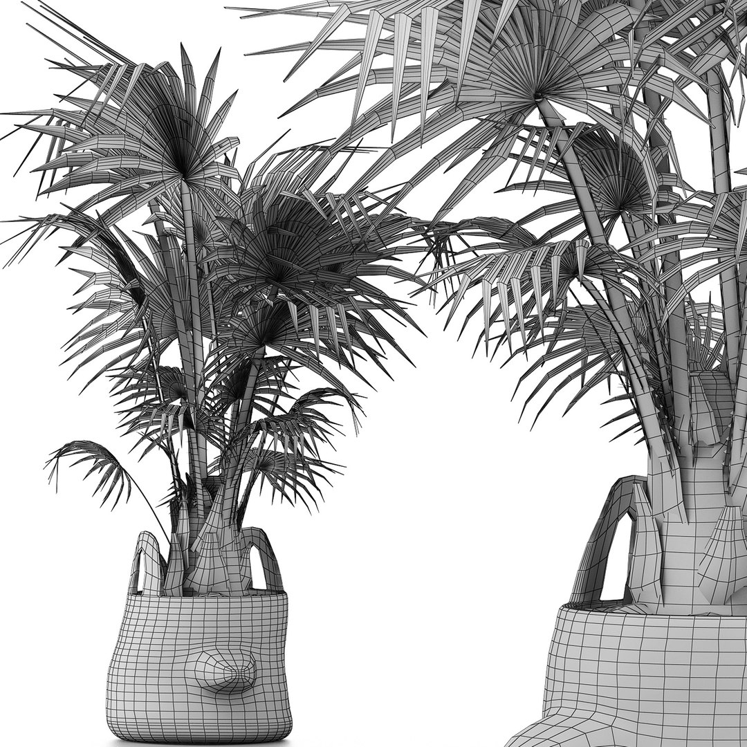 Sabal 3D Model - TurboSquid 1680766