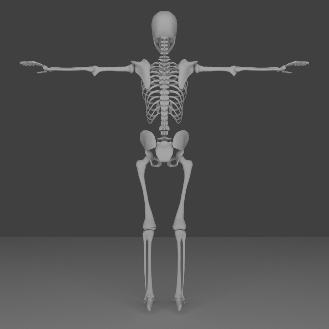 Human Skeleton Obj