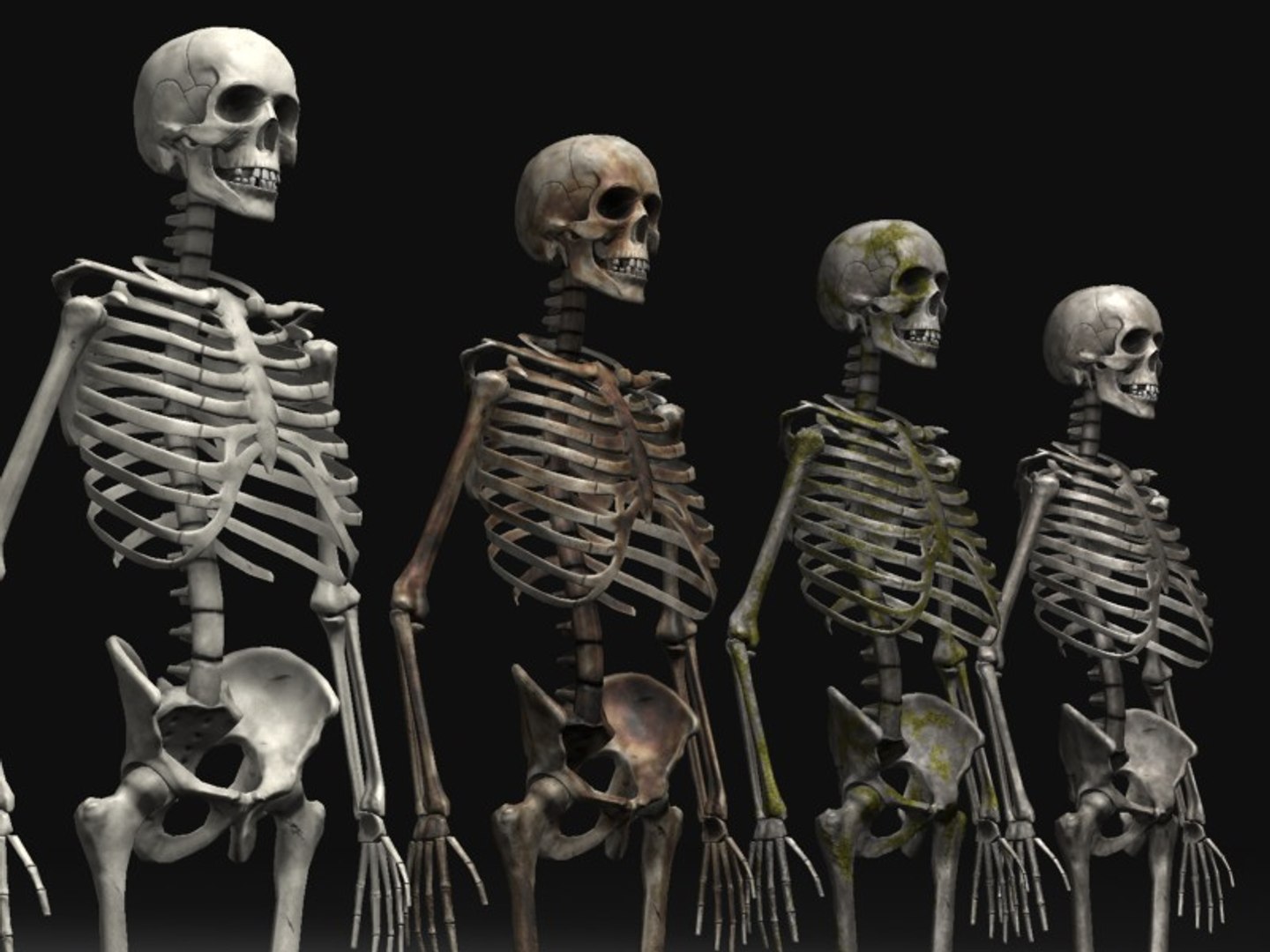 3d Nextgen Skeletons Model