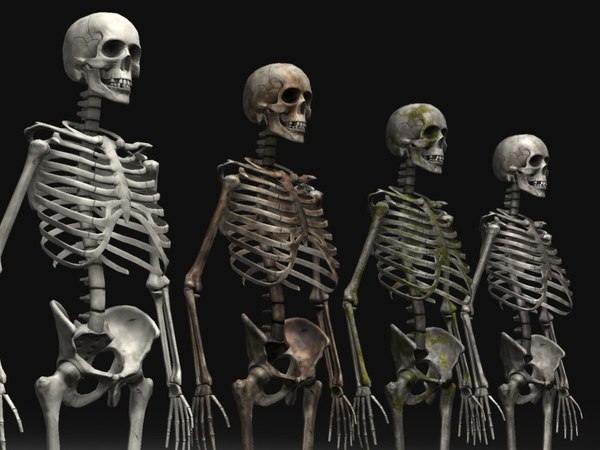 3d nextgen skeletons model