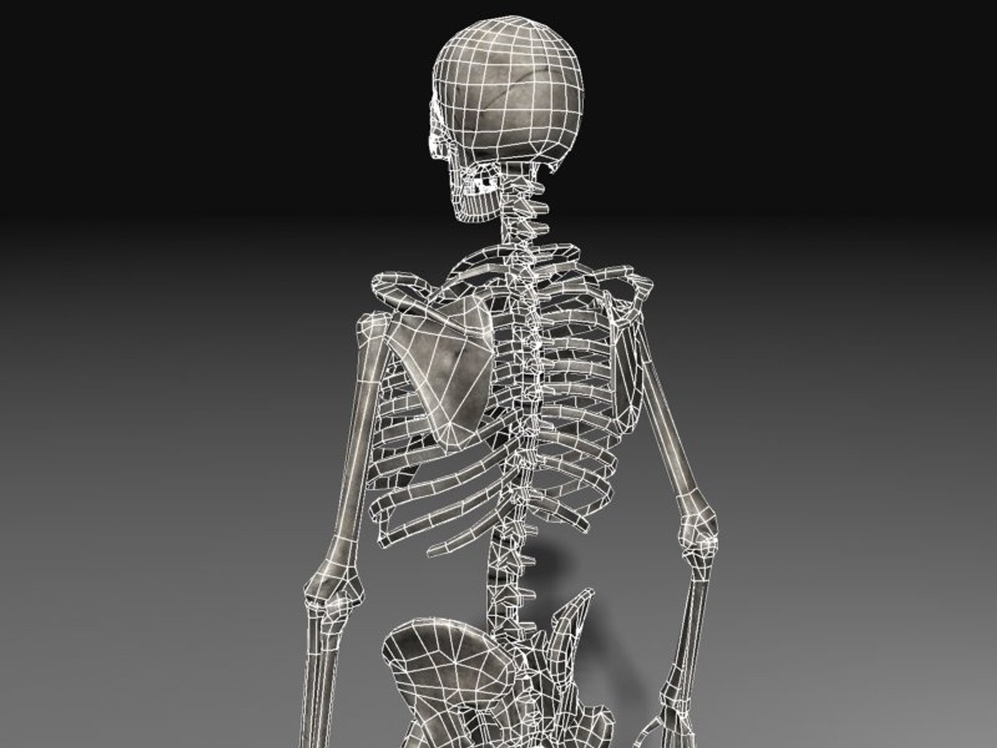 3d nextgen skeletons model