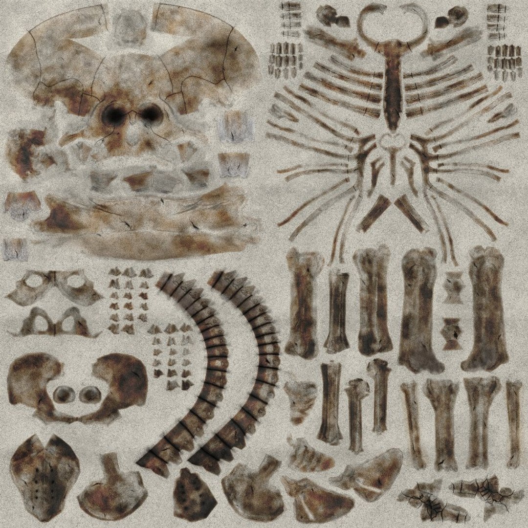 3d nextgen skeletons model