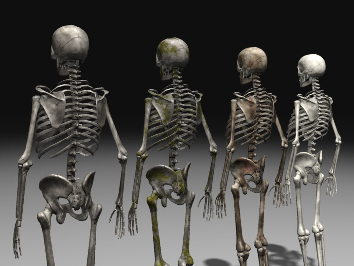 3d Nextgen Skeletons Model