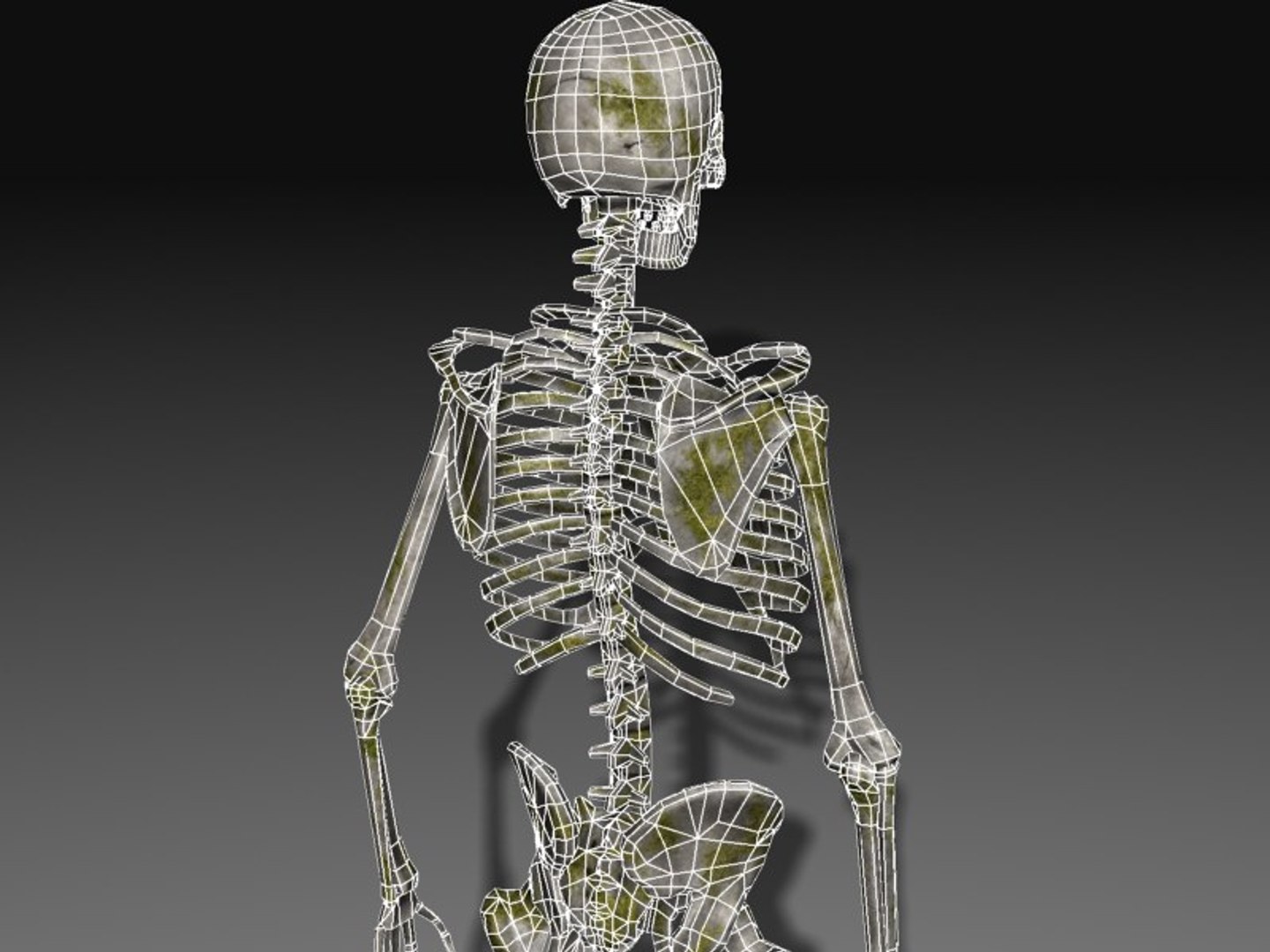 3d nextgen skeletons model