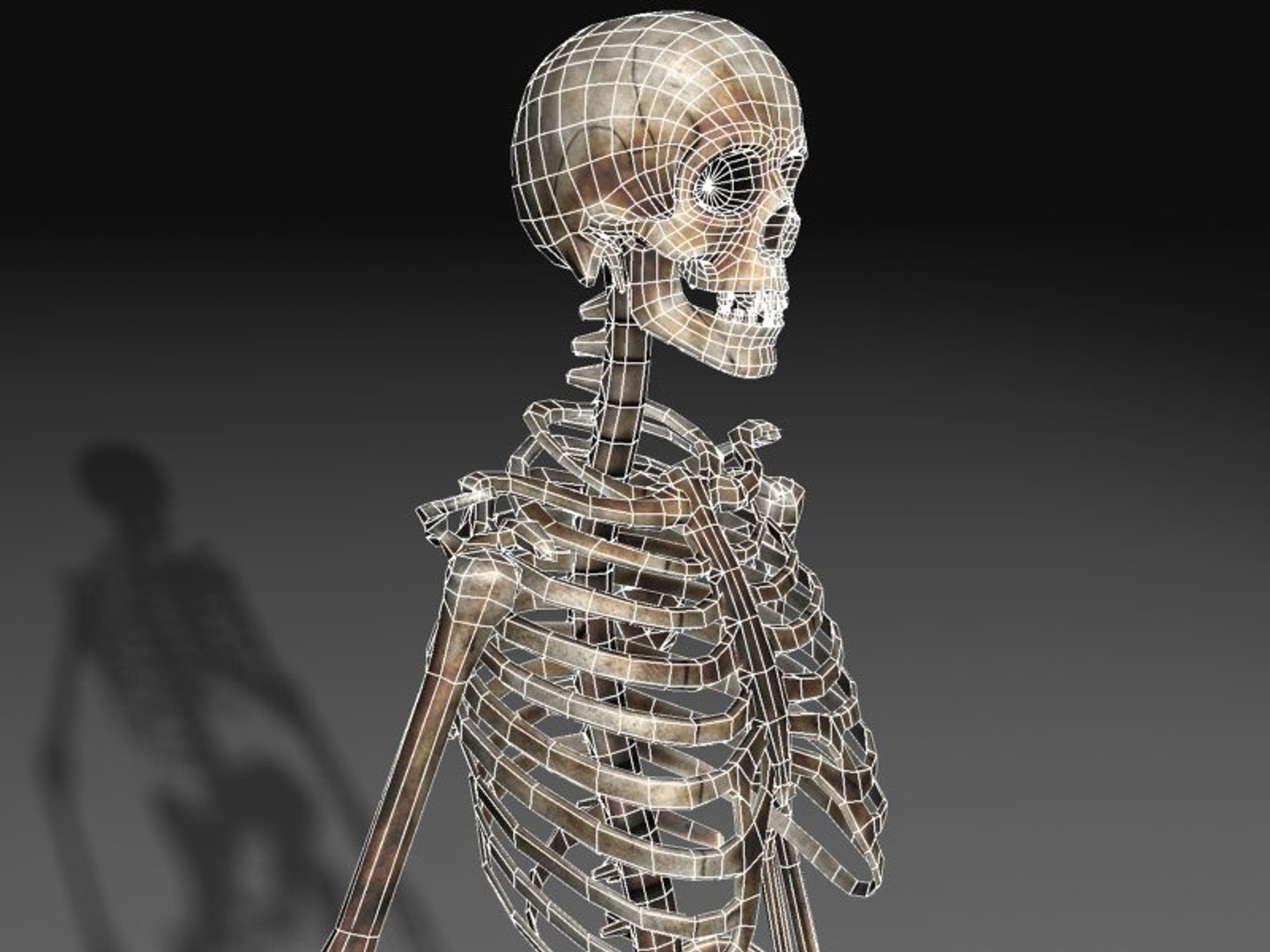 3d Nextgen Skeletons Model