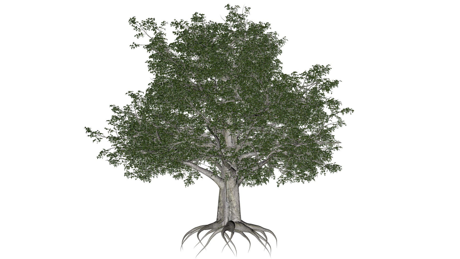 3D European Beech Tree - 02 - Model - TurboSquid 2375822