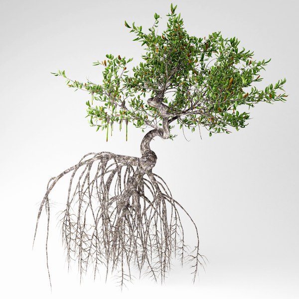 Mangrove 3D Models for Download | TurboSquid