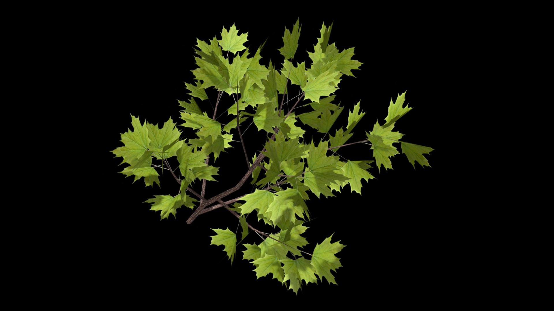 Branch Maple 3D Model - TurboSquid 1704044