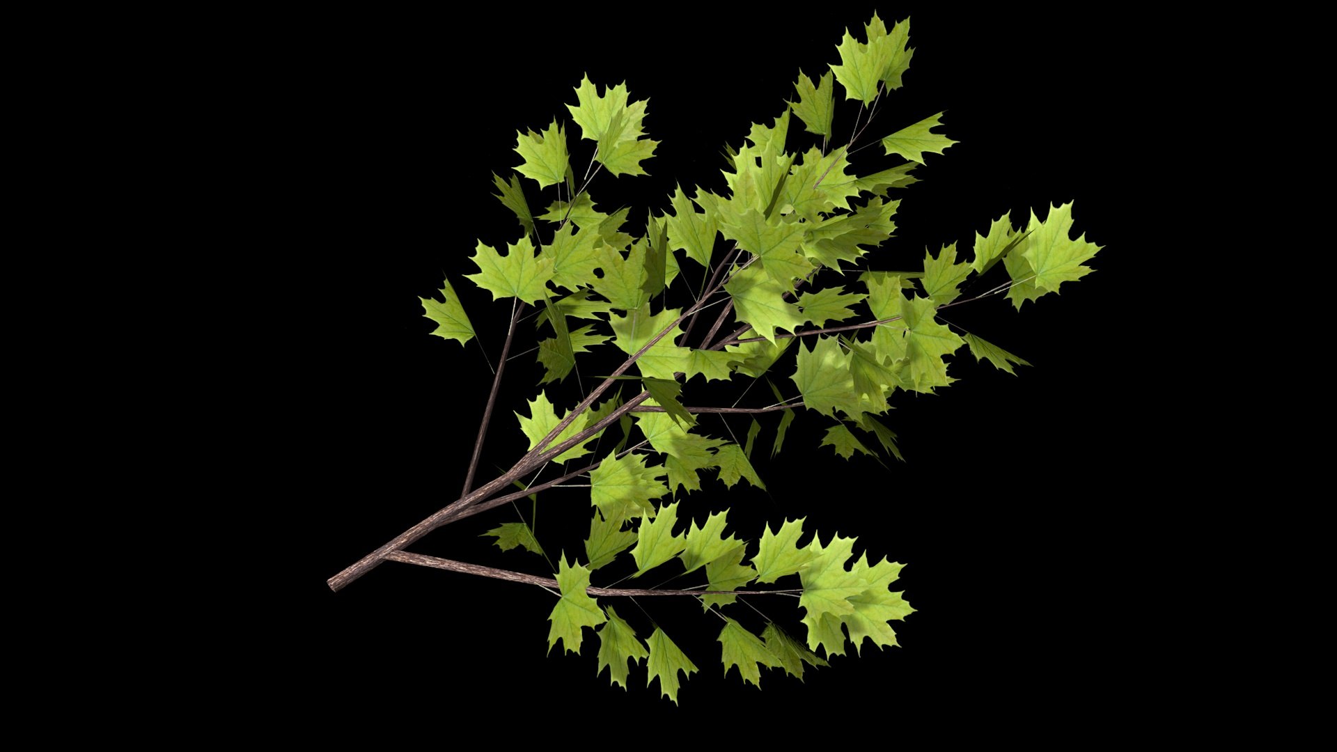 Branch Maple 3D Model - TurboSquid 1704044