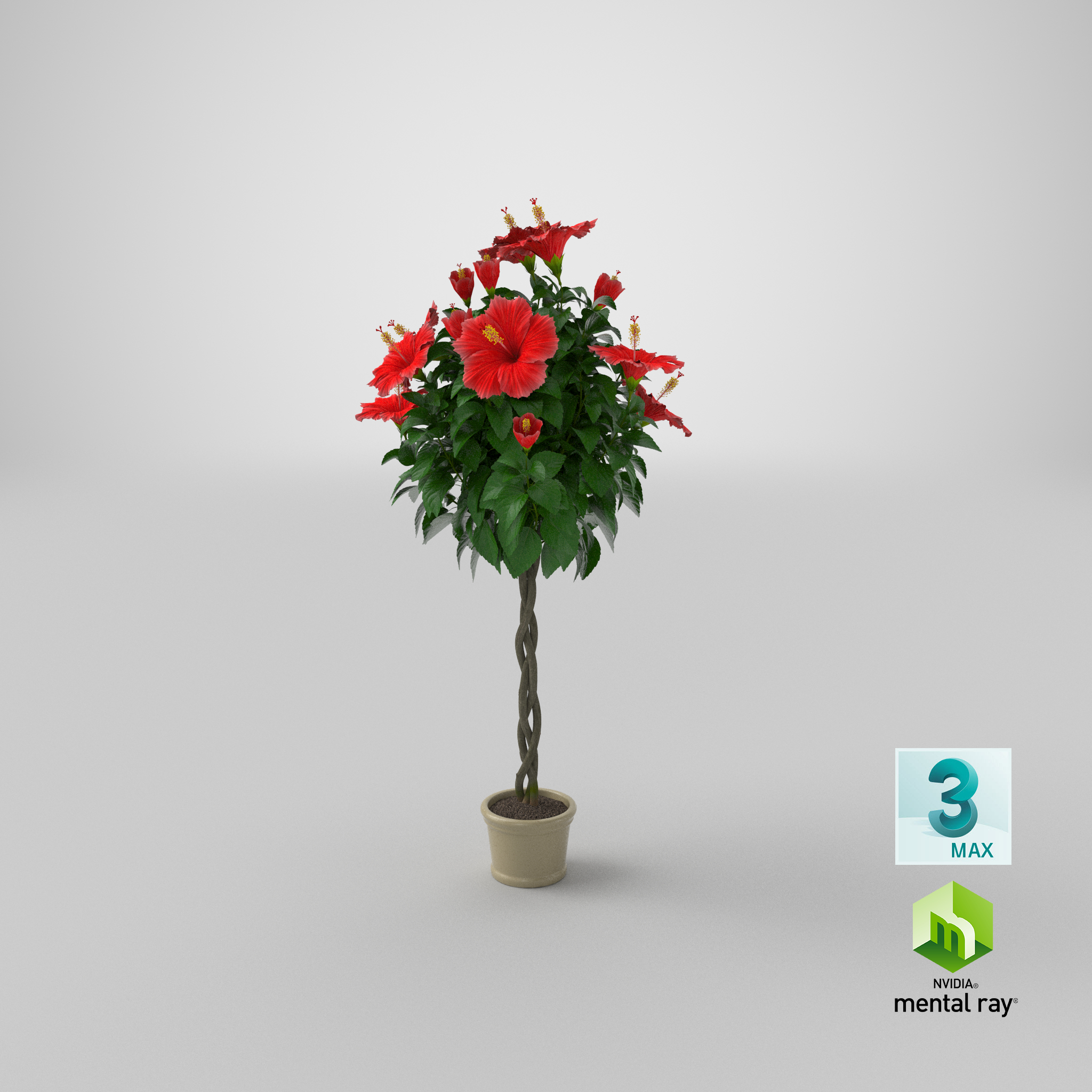3D model braided hibiscus plant red - TurboSquid 1655170