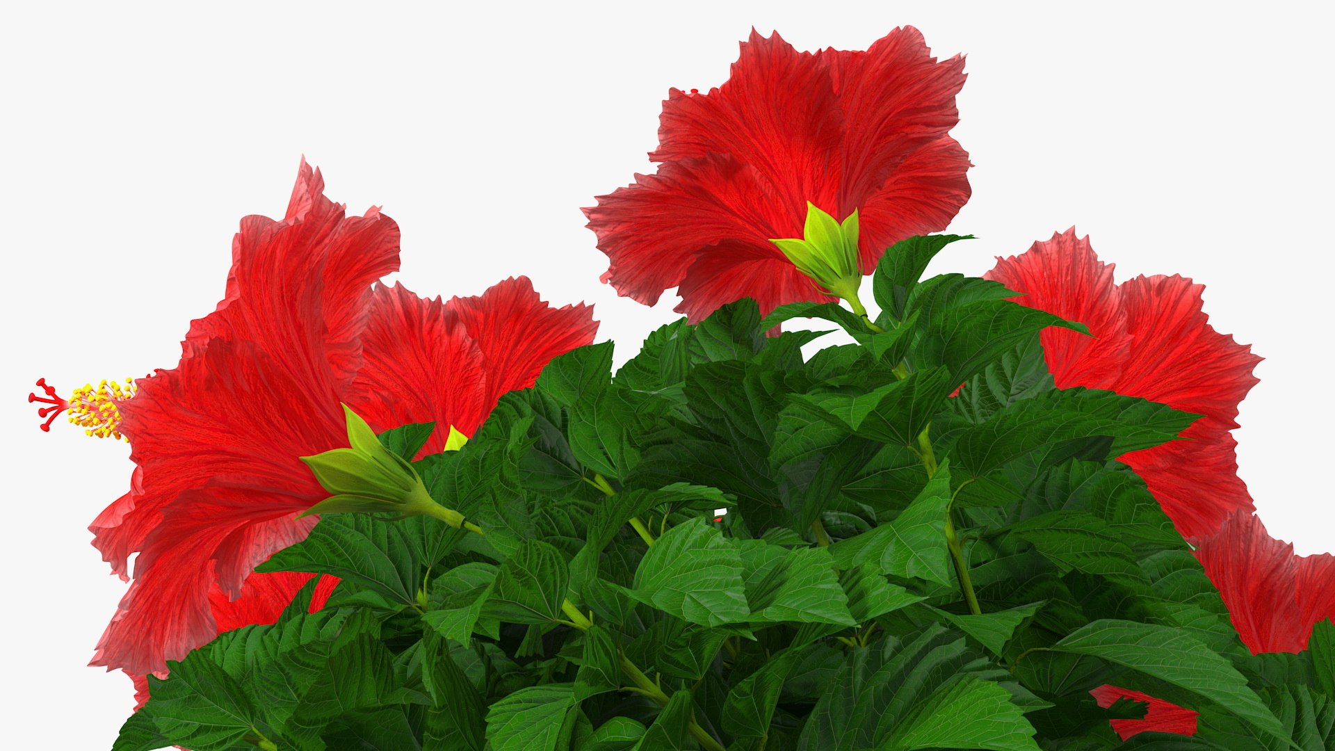 3D model braided hibiscus plant red - TurboSquid 1655170